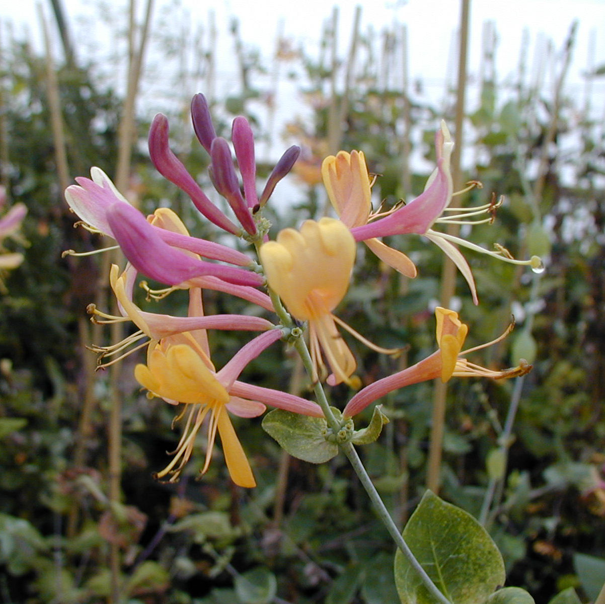 Honeysuckle Goldflamme : buy Honeysuckle Goldflamme / Lonicera ...