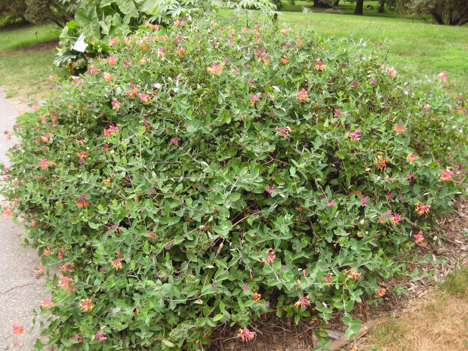 Honeysuckle Goldflamme : buy Honeysuckle Goldflamme / Lonicera ...
