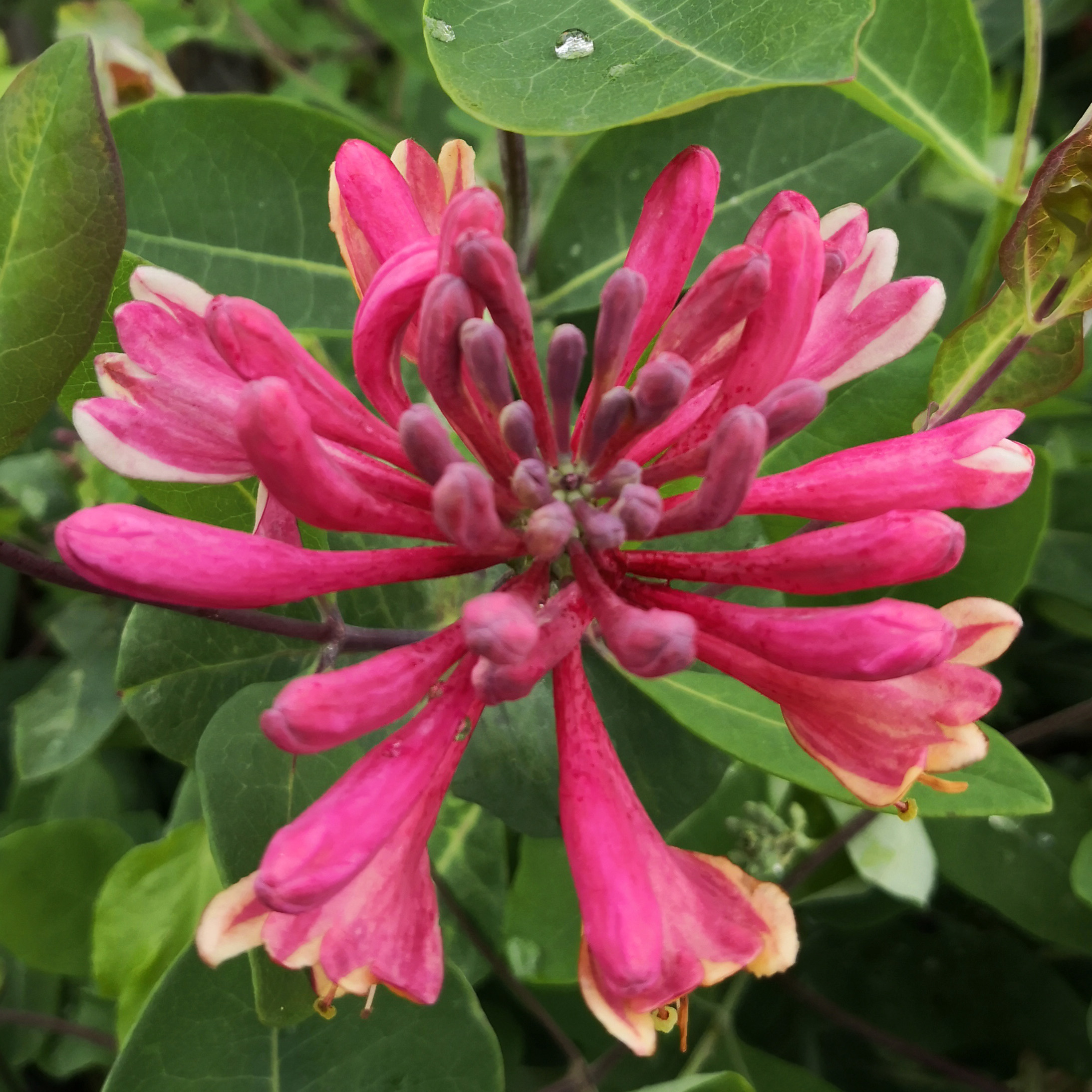Honeysuckle Goldflamme : buy Honeysuckle Goldflamme / Lonicera ...