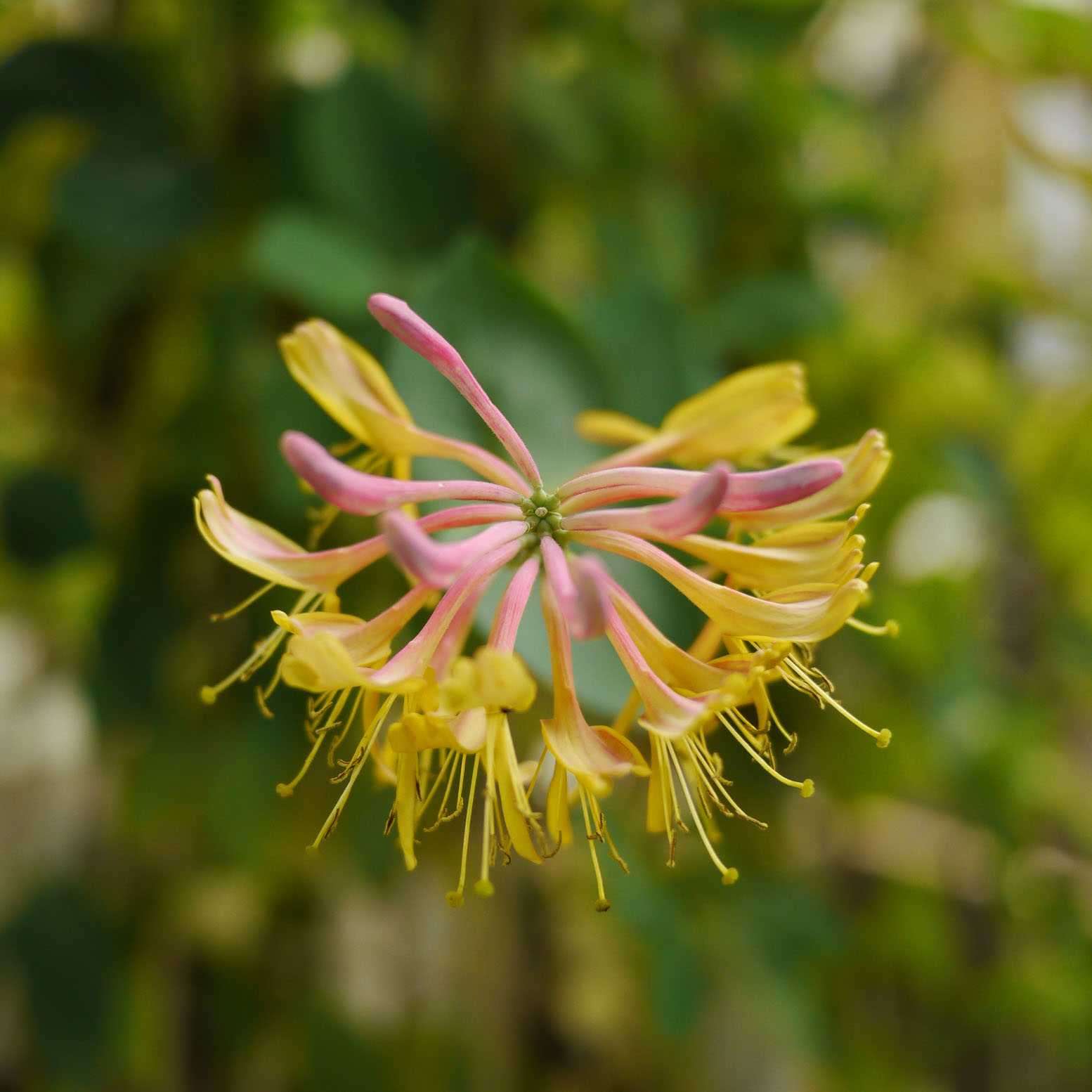 Honeysuckle Goldflamme : buy Honeysuckle Goldflamme / Lonicera ...