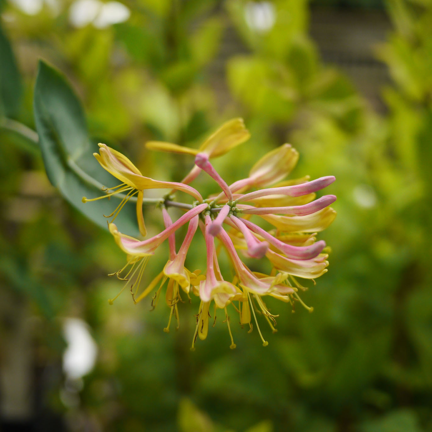 Honeysuckle Goldflamme : buy Honeysuckle Goldflamme / Lonicera ...