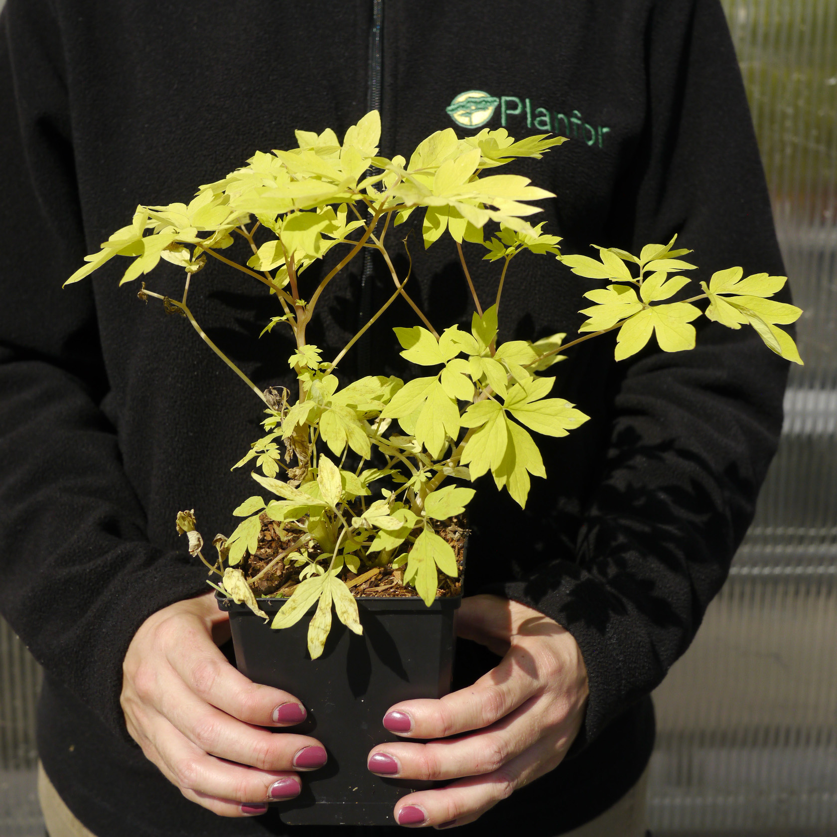 Bleeding Heart 'Gold' : buy Bleeding Heart 'Gold' / Dicentra ...