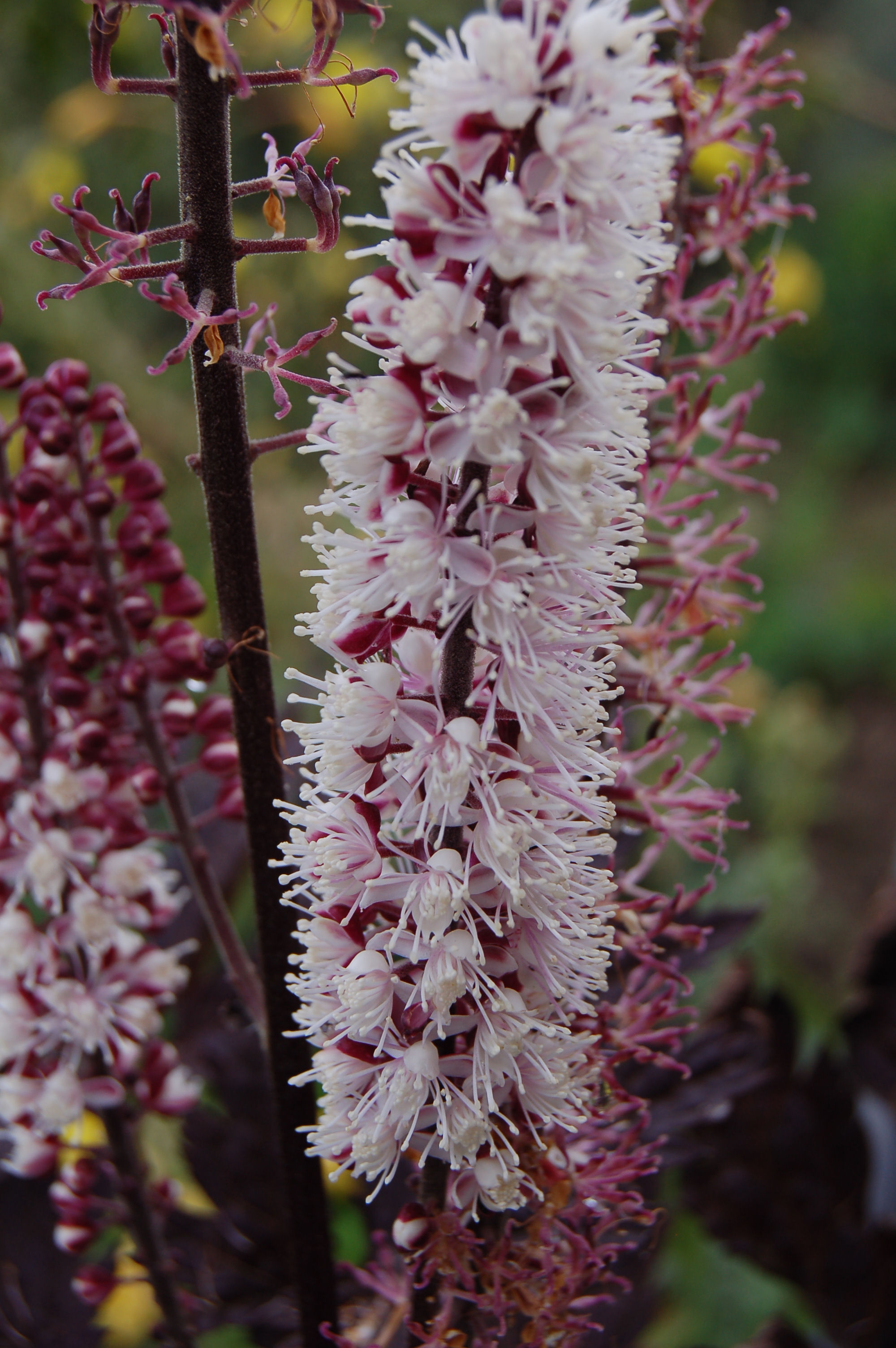 Bugbane 'Brunette' : buy Bugbane 'Brunette' / Actaea simplex Brunette