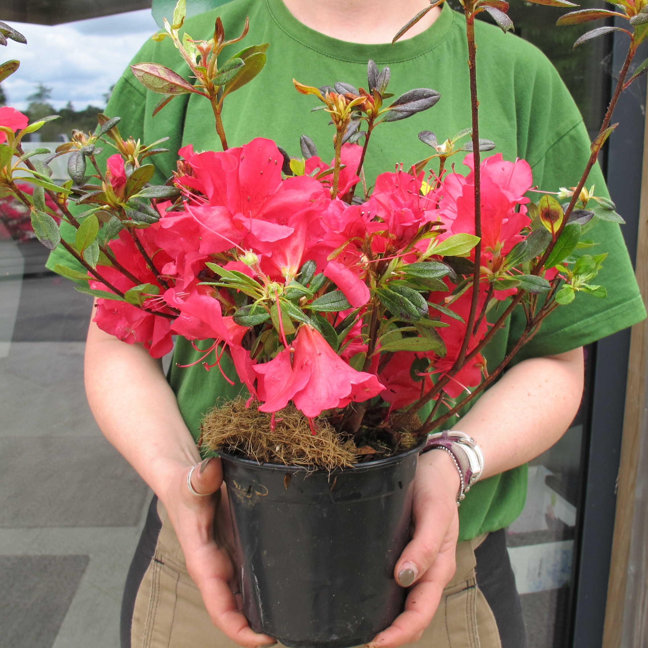 Azalea 'Arabesk' : buy Azalea 'Arabesk' / Azalea japonica Arabesk