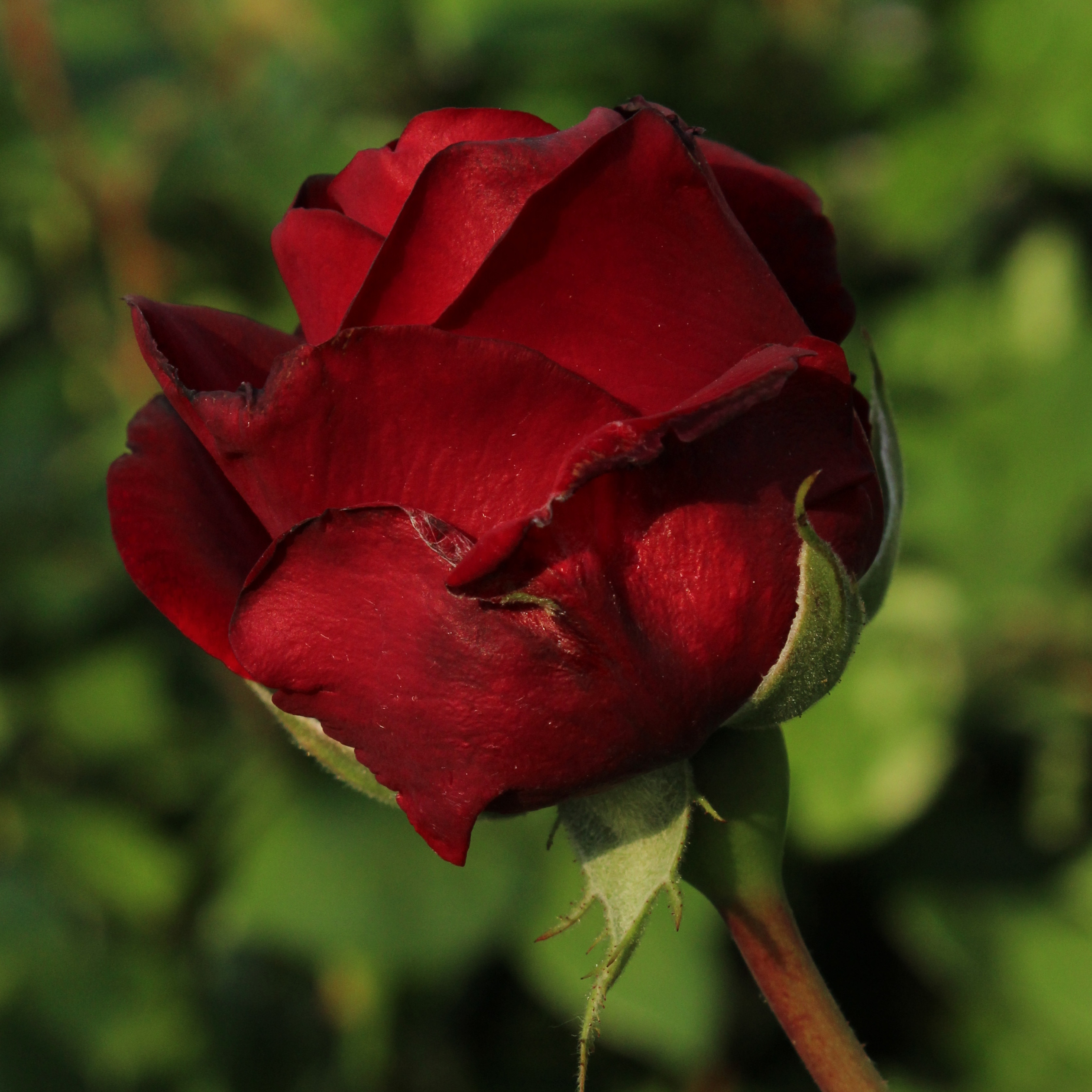 Rose 'Ingrid Bergman' : buy Rose 'Ingrid Bergman' / Rosa Ingrid Bergman