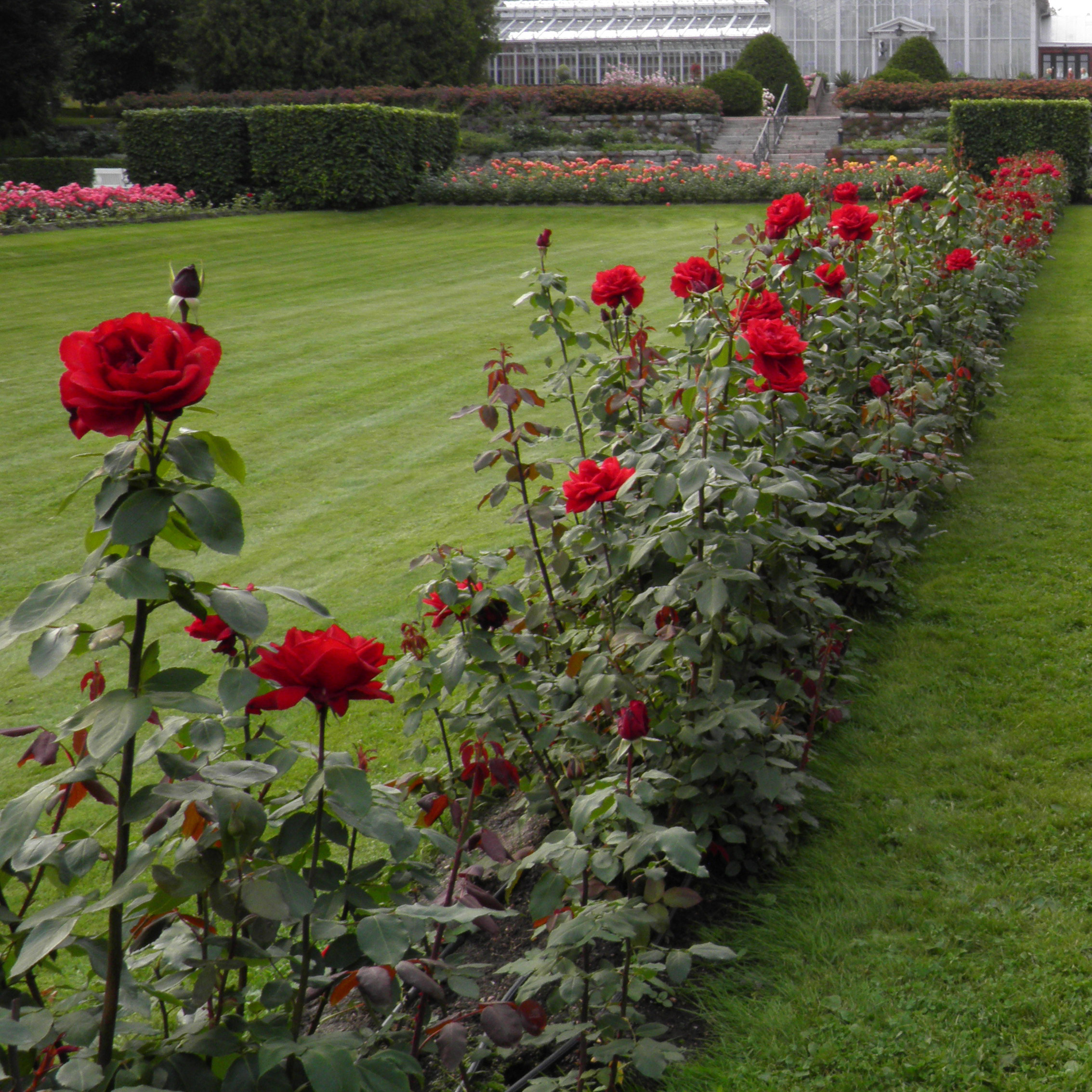 Rose 'Ingrid Bergman' : buy Rose 'Ingrid Bergman' / Rosa Ingrid Bergman