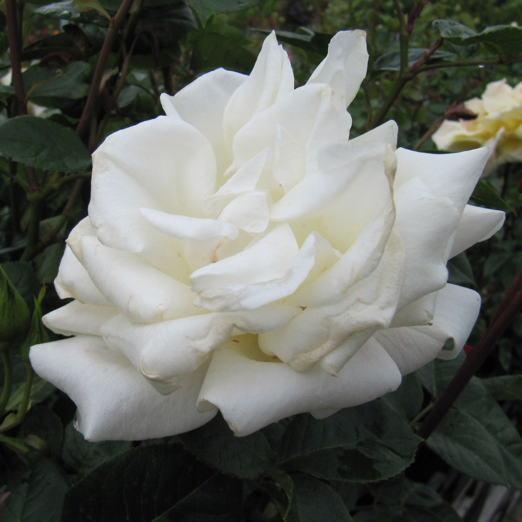 Rose 'Pascali' : buy Rose 'Pascali' / Rosa Pascali