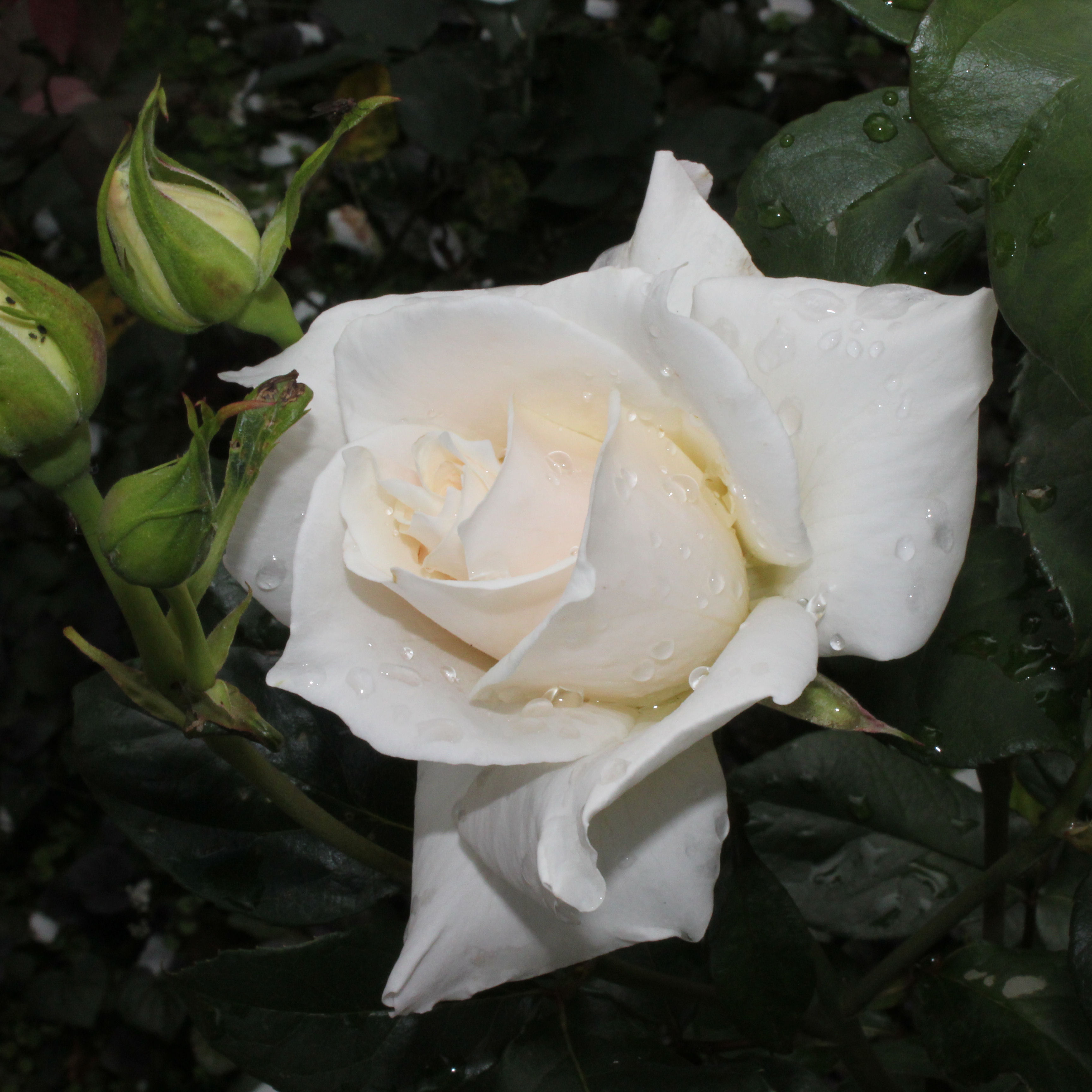 Rose 'Pascali' : buy Rose 'Pascali' / Rosa Pascali