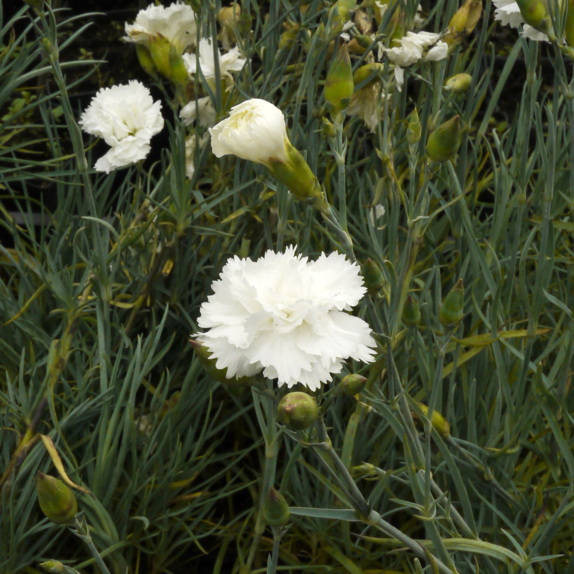 Dianthus White : buy Dianthus White / Dianthus plumarius Alba