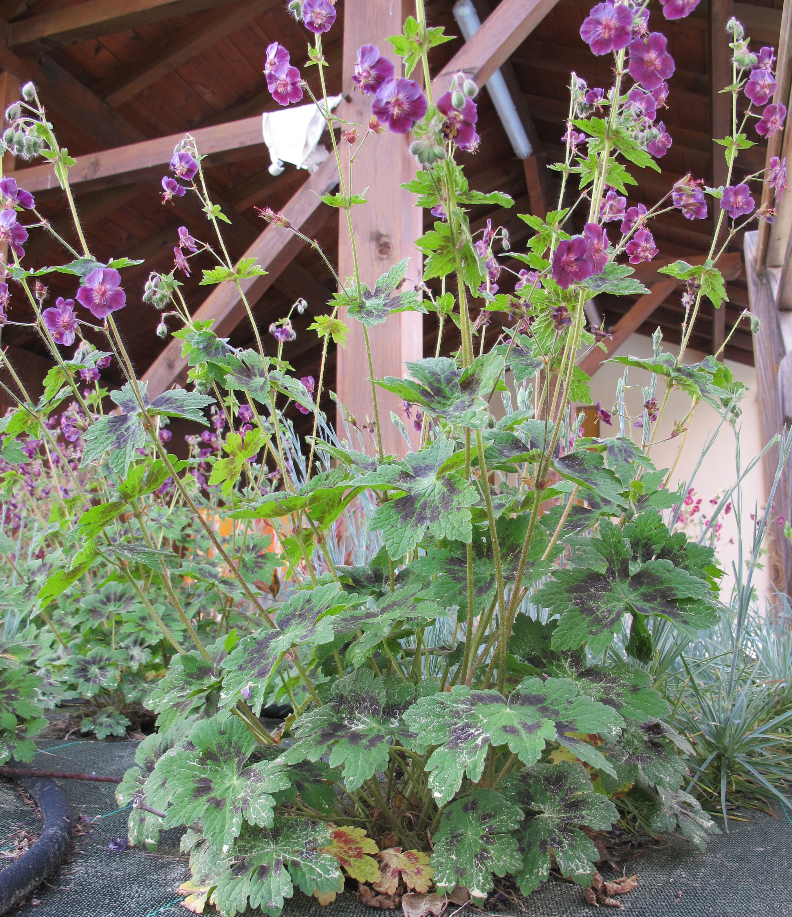 Geranium 'Samobor' : buy Geranium 'Samobor' / Geranium phaeum Samobor
