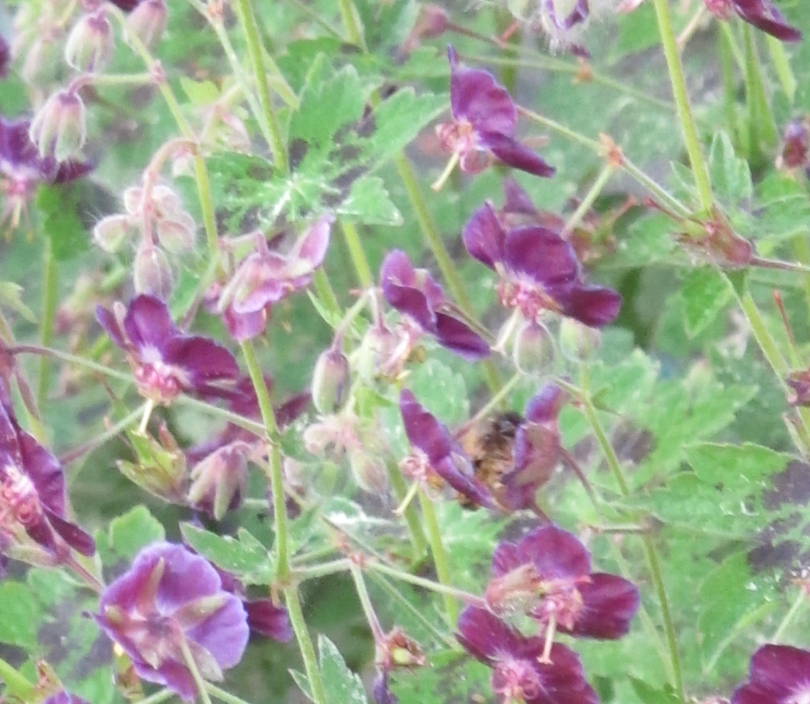 Geranium 'Samobor' : buy Geranium 'Samobor' / Geranium phaeum Samobor