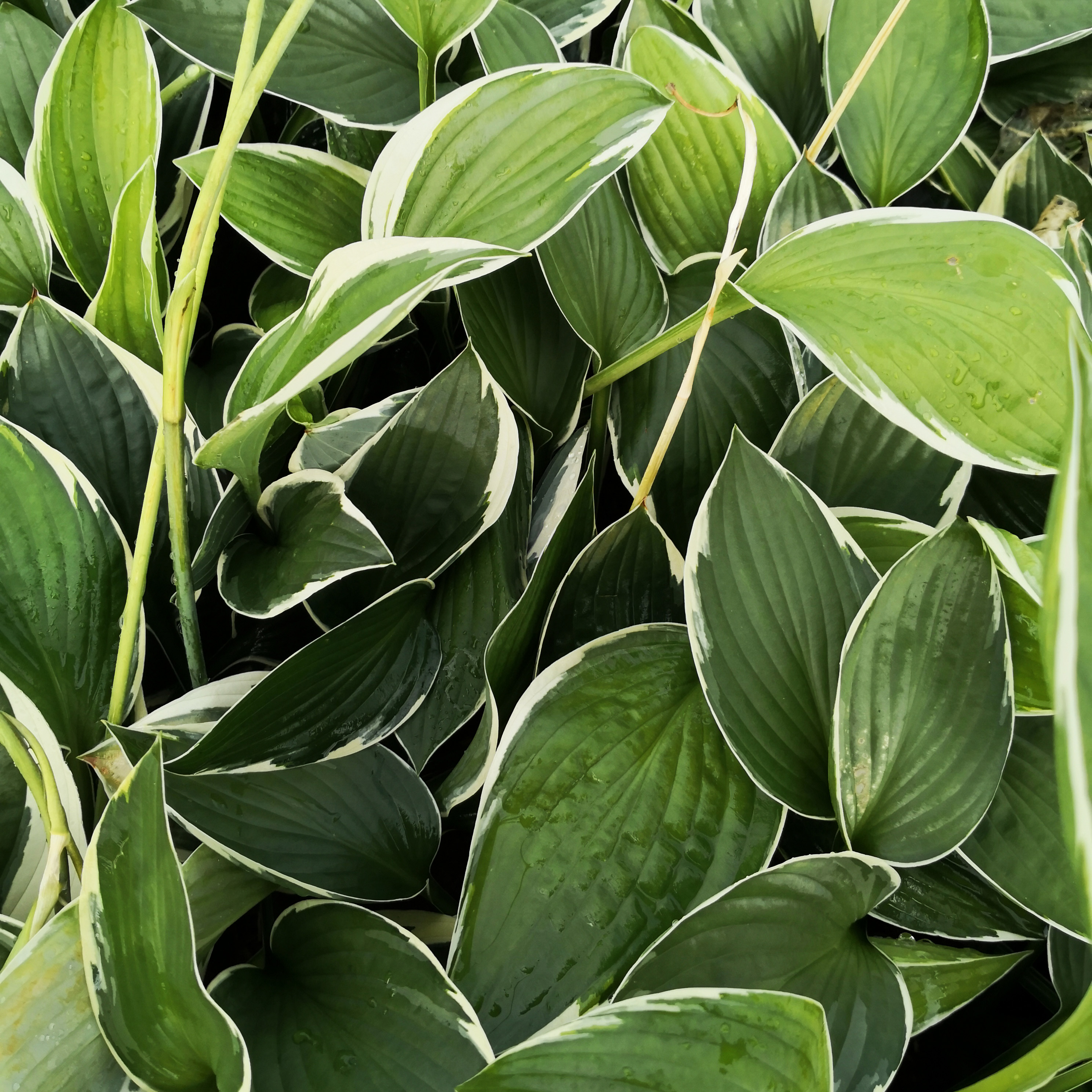 Hosta 'Francee' : buy Hosta 'Francee' / Hosta Francee