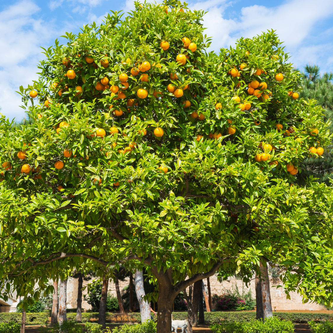 Clementina : buy Clementina / Citrus clementina 1