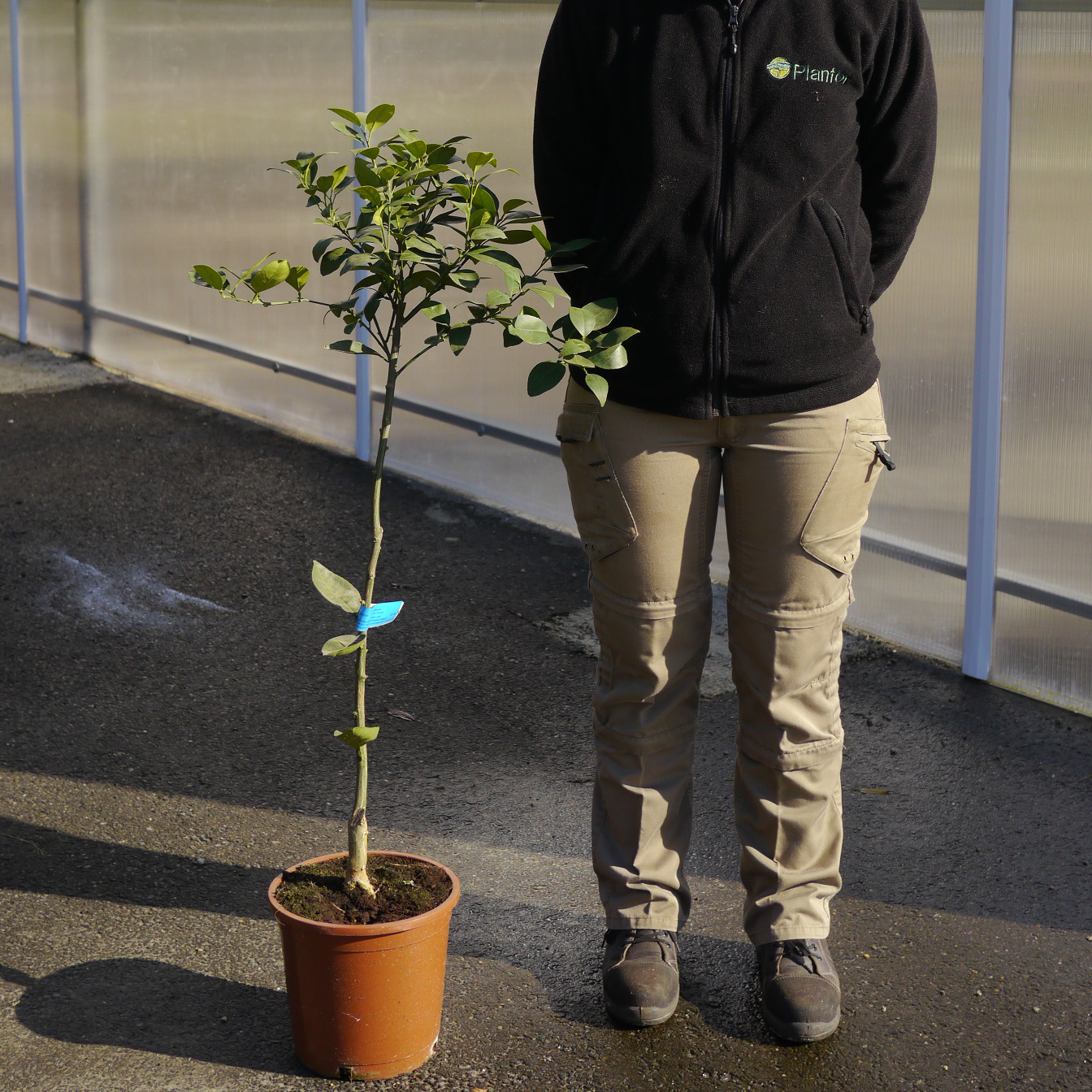 Sweet Orange tree : buy Sweet Orange tree / Citrus sinensis 1