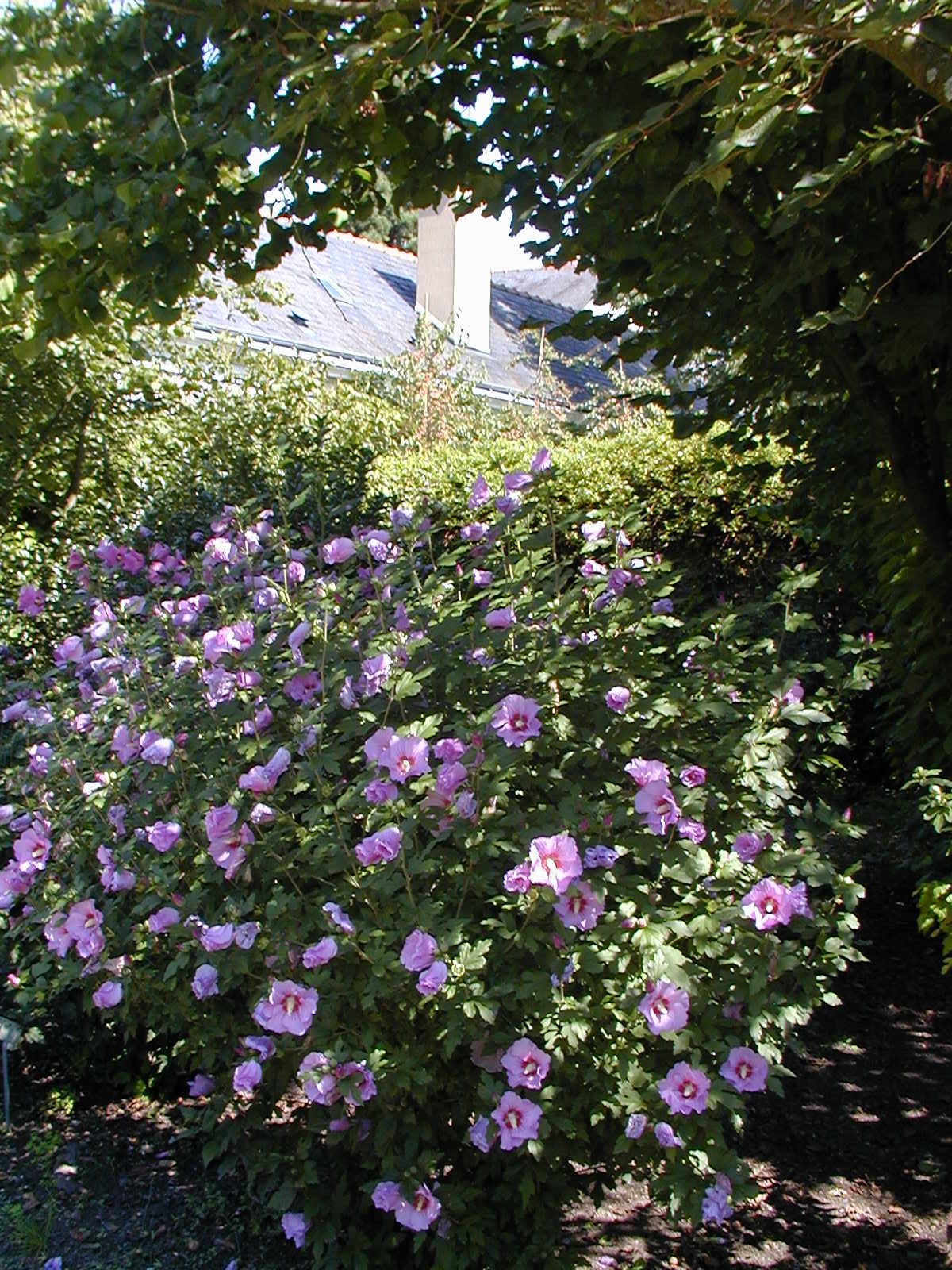 Hibiscus : buy Hibiscus / Hibiscus syriacus