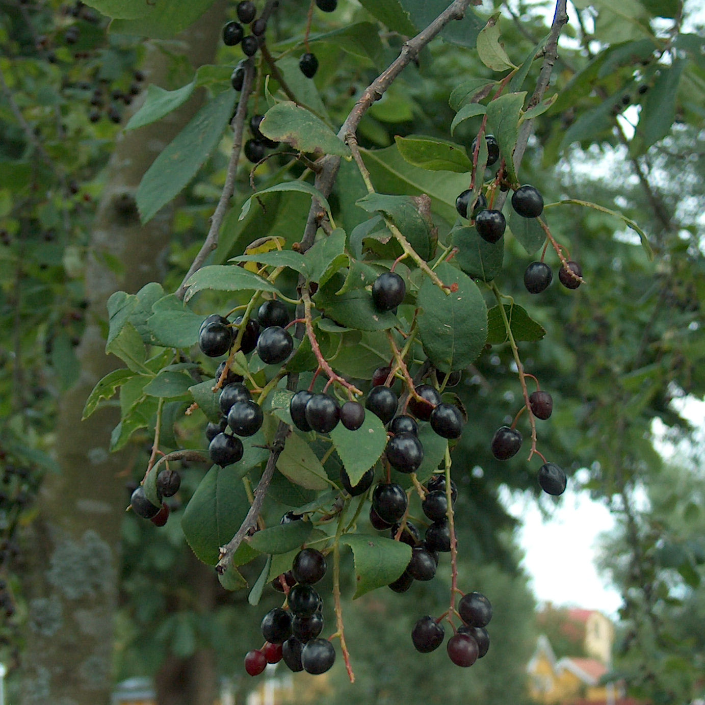 Cherry, bird : buy Cherry, bird / Prunus padus