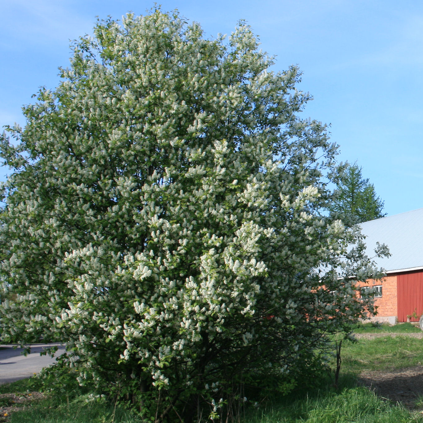 Cherry, bird : buy Cherry, bird / Prunus padus