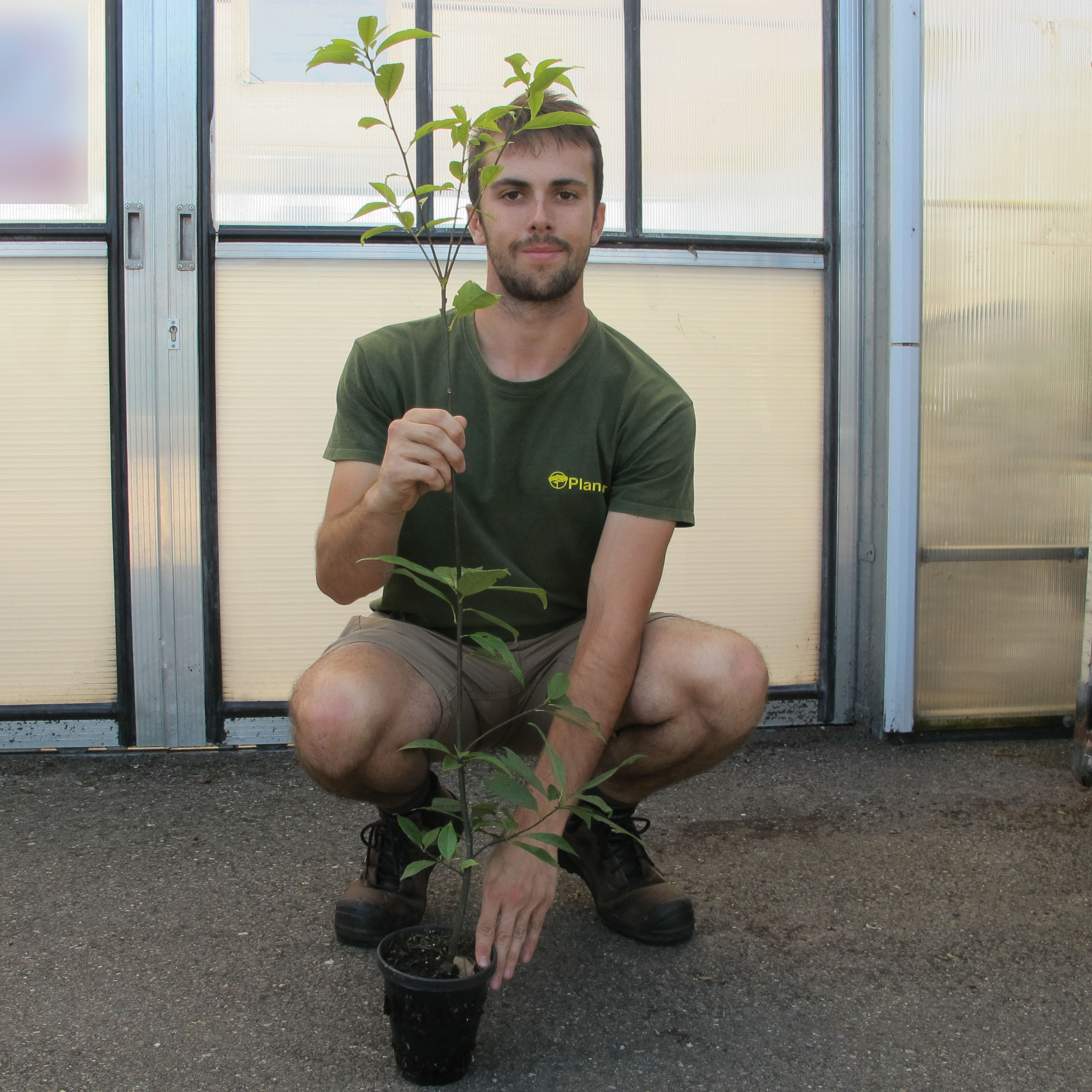 Japanese blue oak : buy Japanese blue oak / Quercus glauca