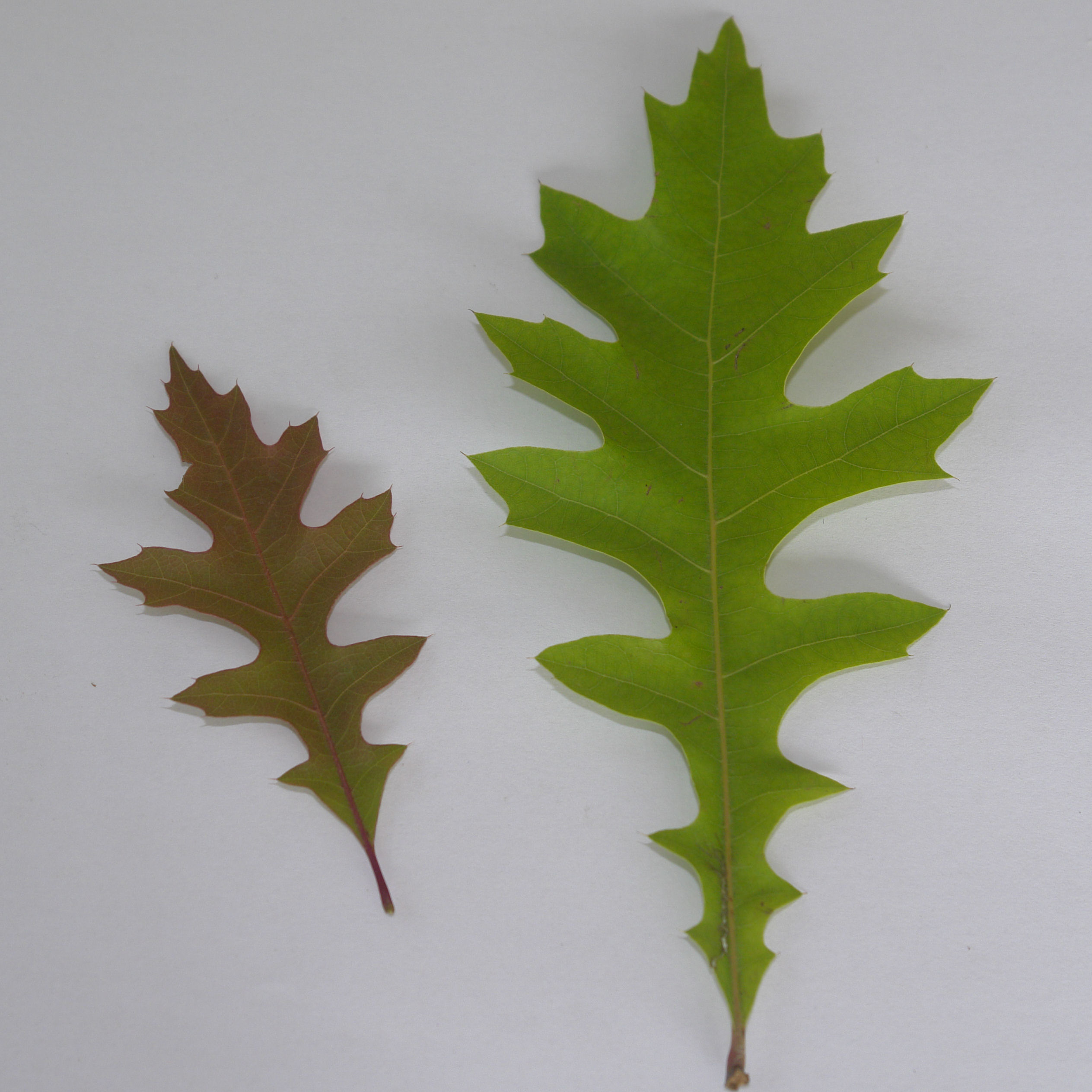 Oak, Nuttall : buy Oak, Nuttall / Quercus nuttallii