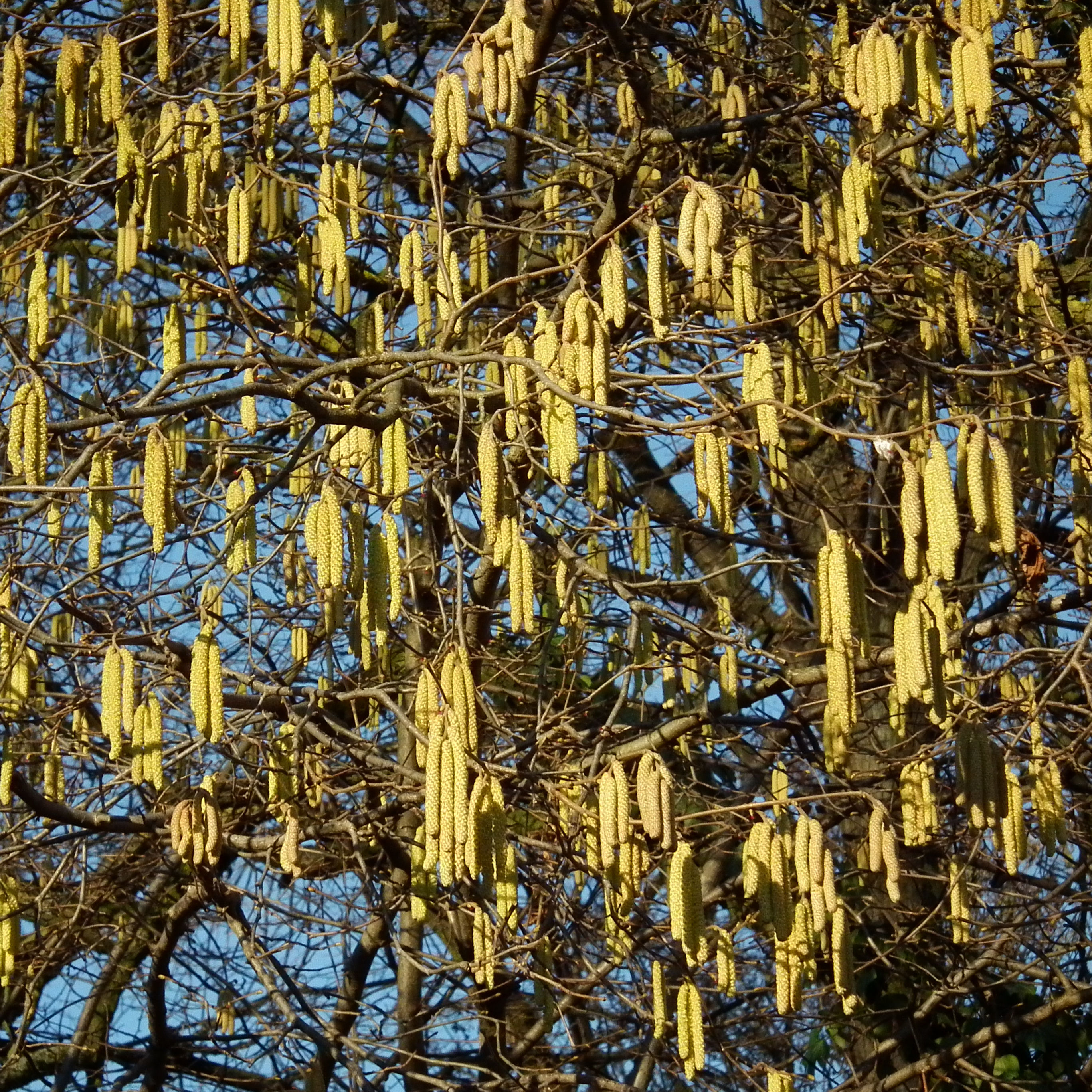 Hazel, common : buy Hazel, common / Corylus avellana
