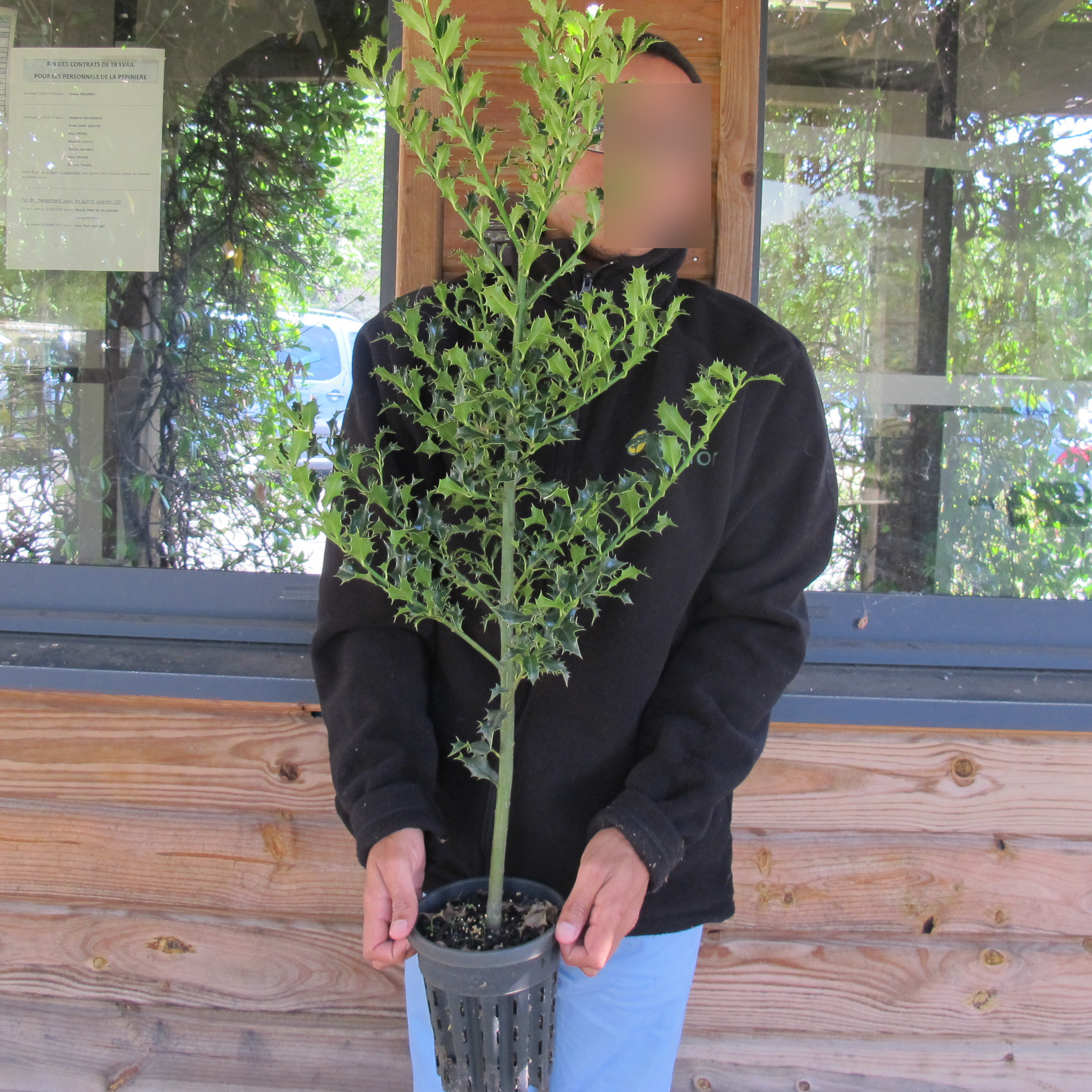 Holly, Alaska : buy Holly, Alaska / Ilex aquifolium Alaska