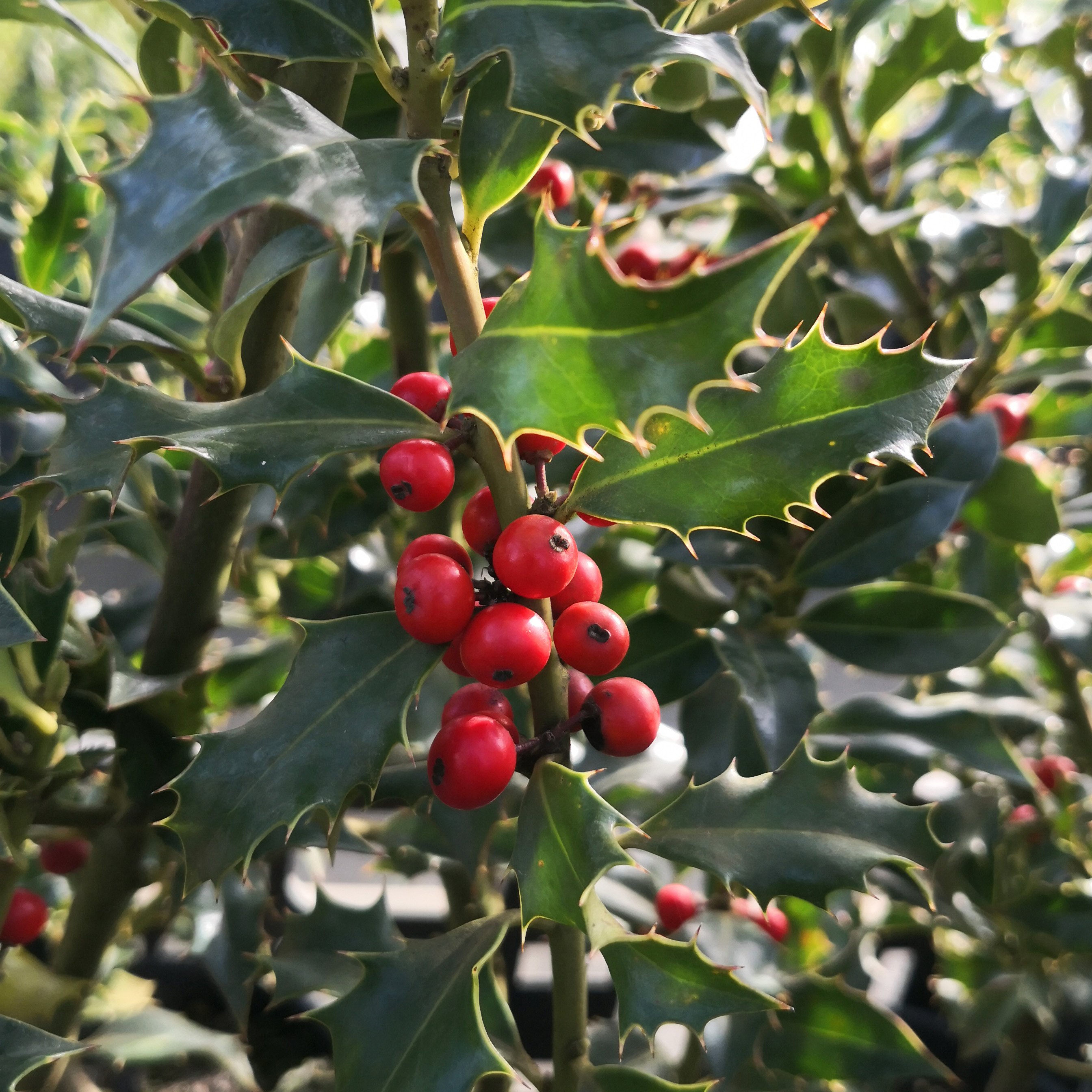 Holly, Alaska : buy Holly, Alaska / Ilex aquifolium Alaska