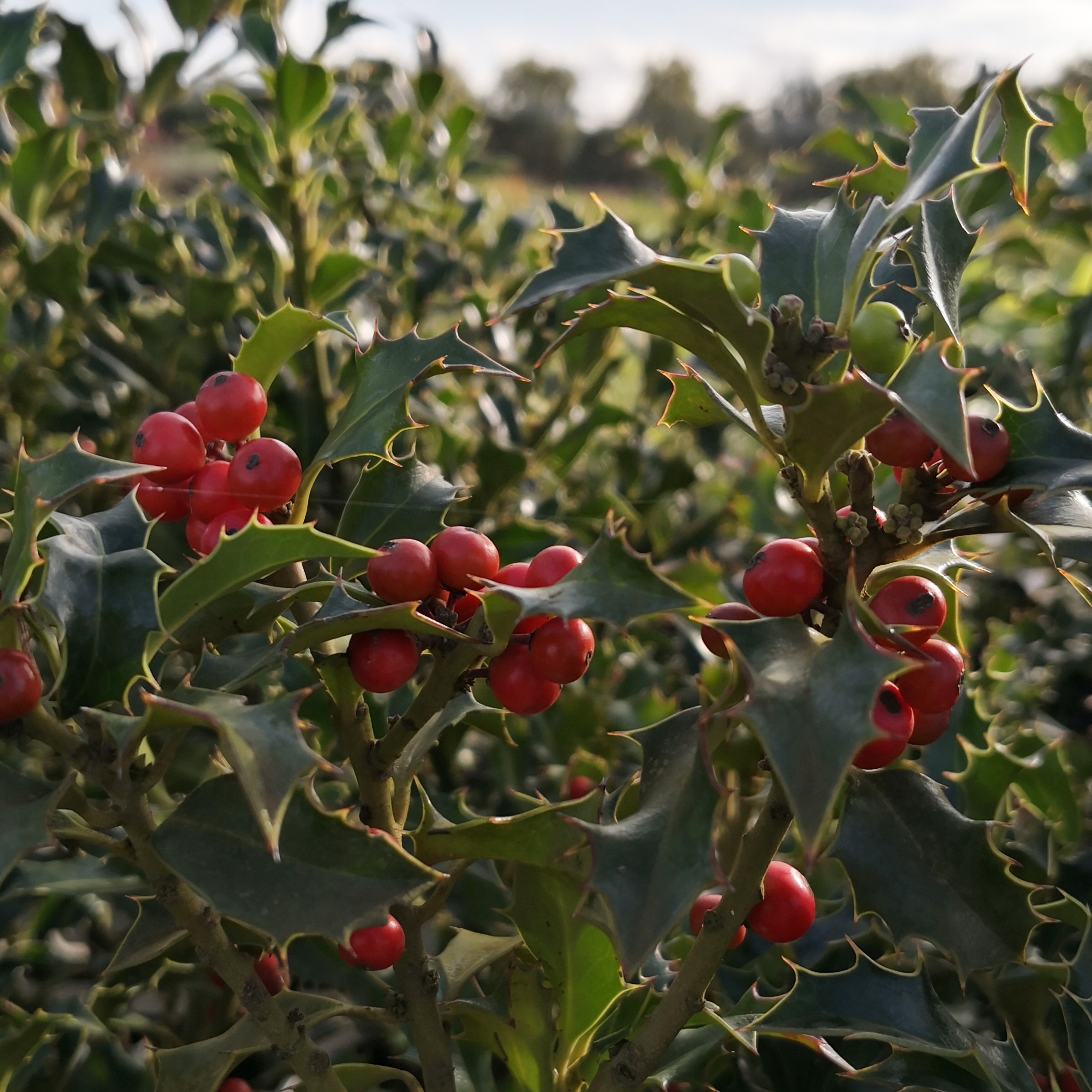Holly, Alaska : buy Holly, Alaska / Ilex aquifolium Alaska