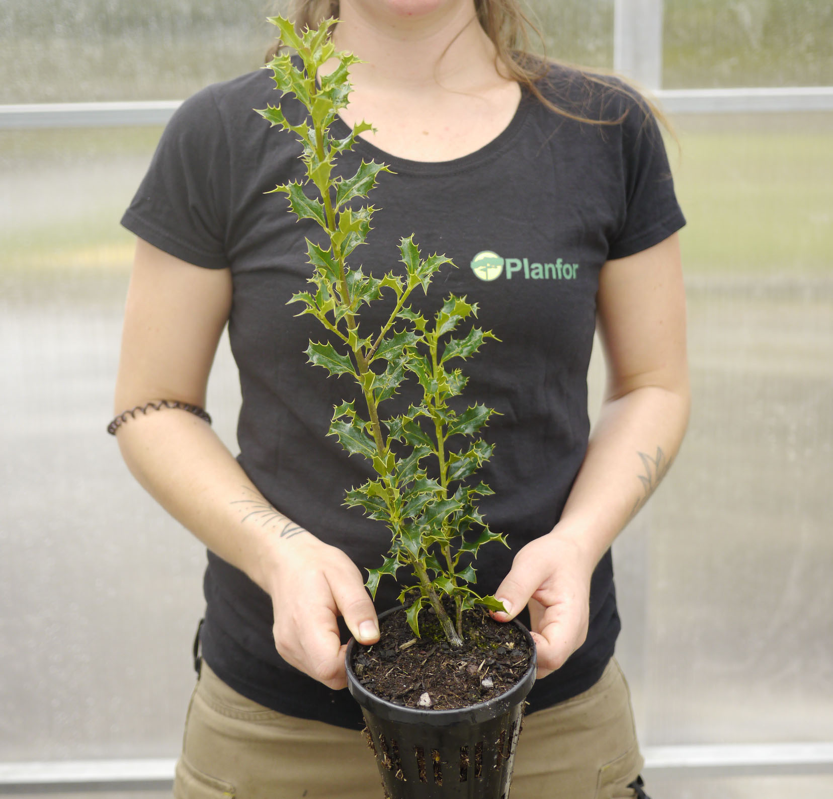 Holly, Alaska : buy Holly, Alaska / Ilex aquifolium Alaska