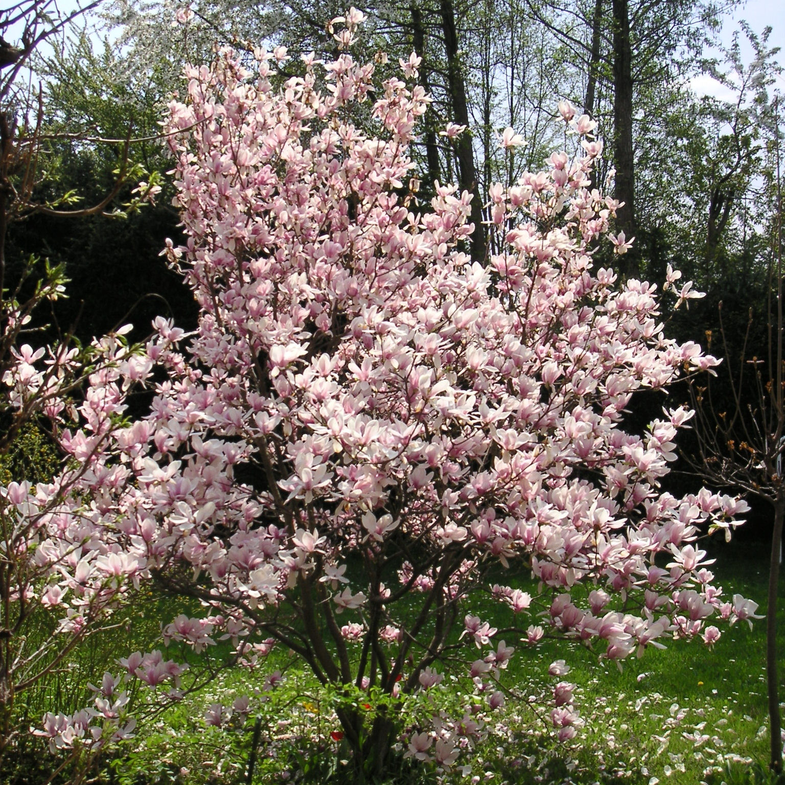 Magnolia, saucer : buy Magnolia, saucer / Magnolia x soulangeana