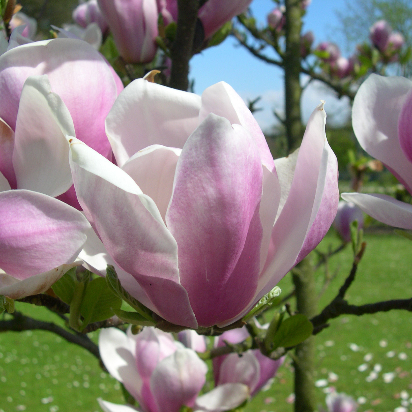 Magnolia, saucer : buy Magnolia, saucer / Magnolia x soulangeana