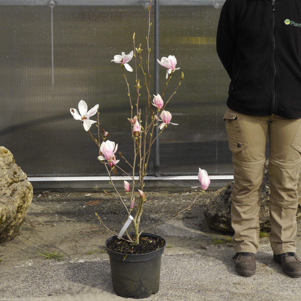Magnolia, saucer : buy Magnolia, saucer / Magnolia x soulangeana