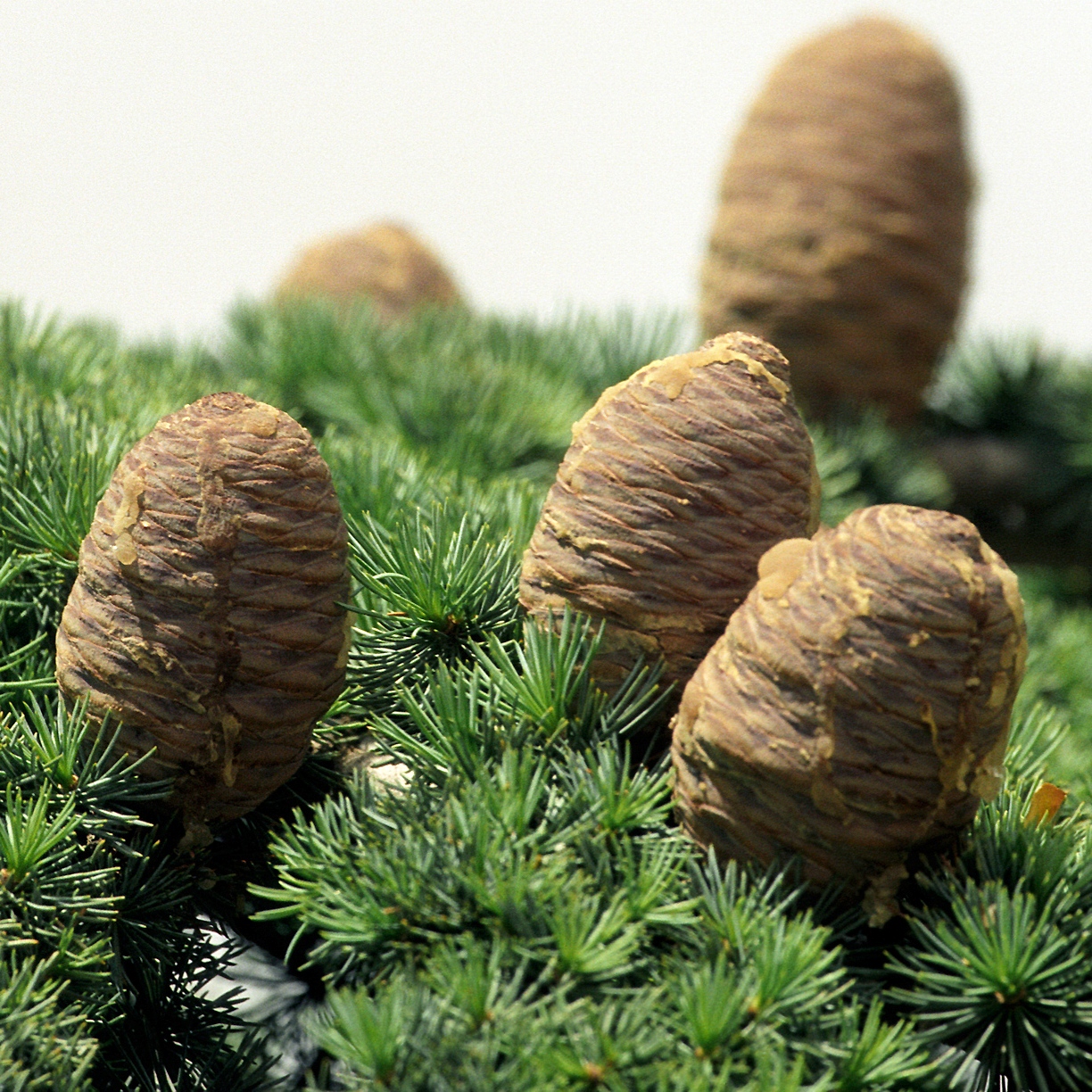 Cedar, Lebanon : buy Cedar, Lebanon / Cedrus libani