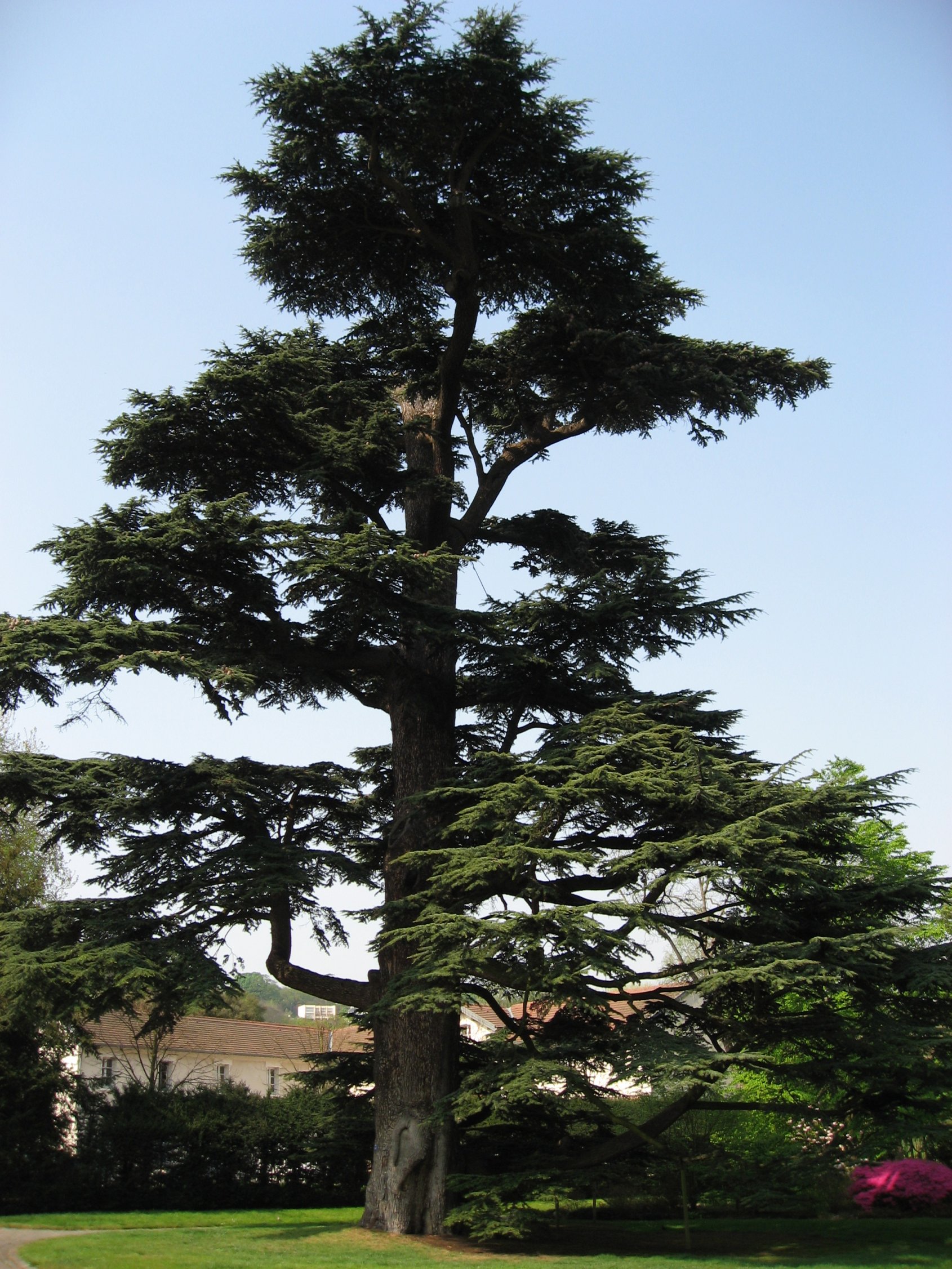 Cedar, Lebanon : buy Cedar, Lebanon / Cedrus libani