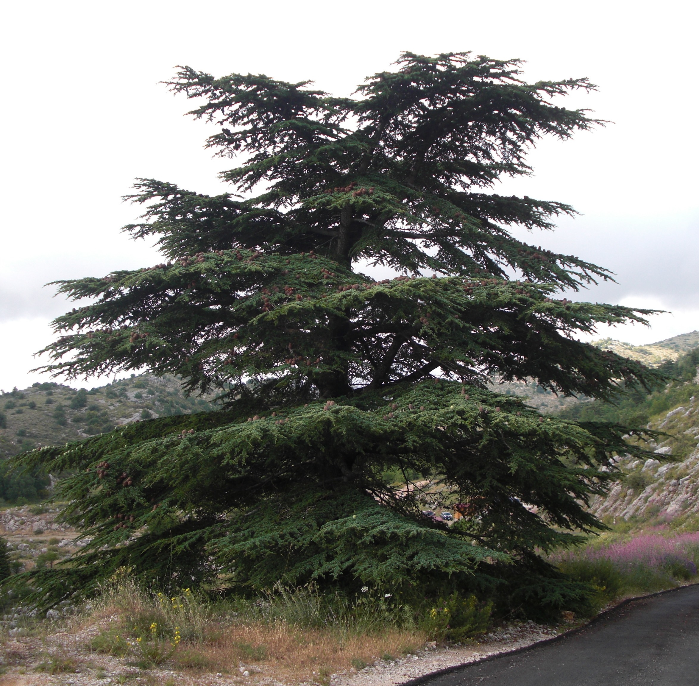 Cedar, Lebanon : buy Cedar, Lebanon / Cedrus libani