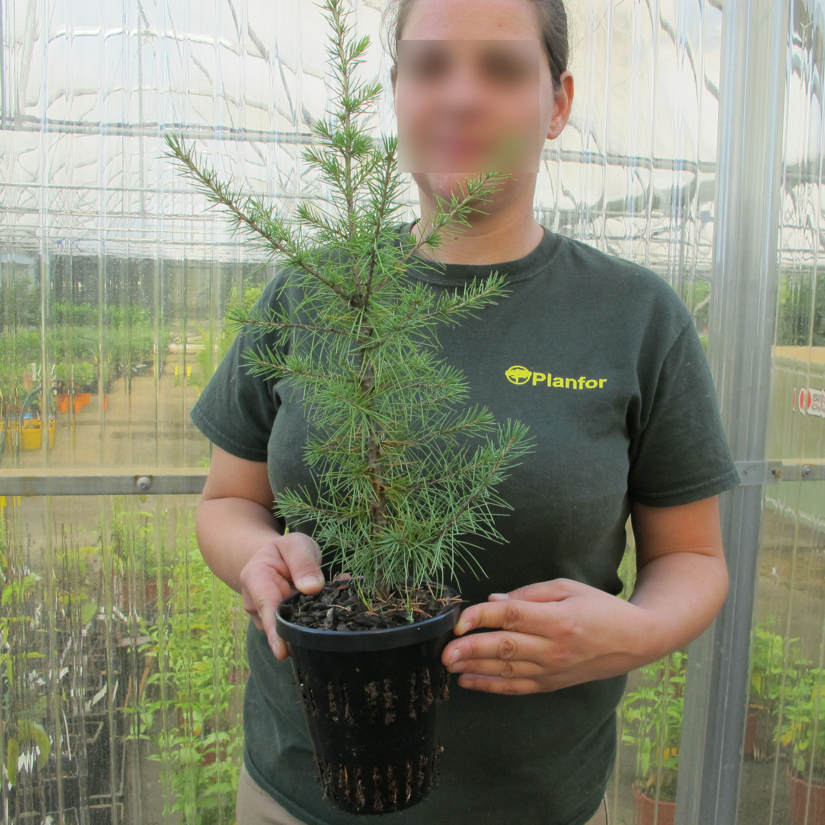 Cedar, Lebanon : buy Cedar, Lebanon / Cedrus libani
