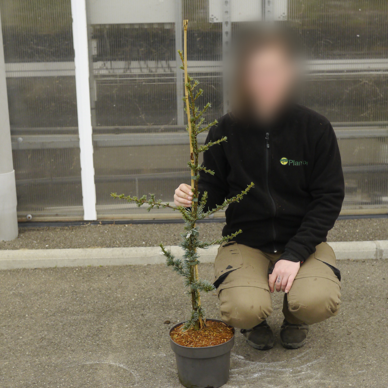Cedar, Lebanon : buy Cedar, Lebanon / Cedrus libani