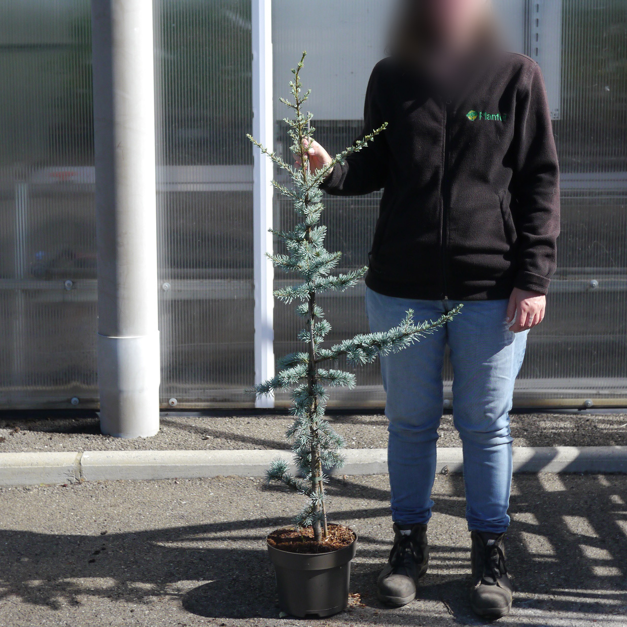 Cedar, Lebanon : buy Cedar, Lebanon / Cedrus libani