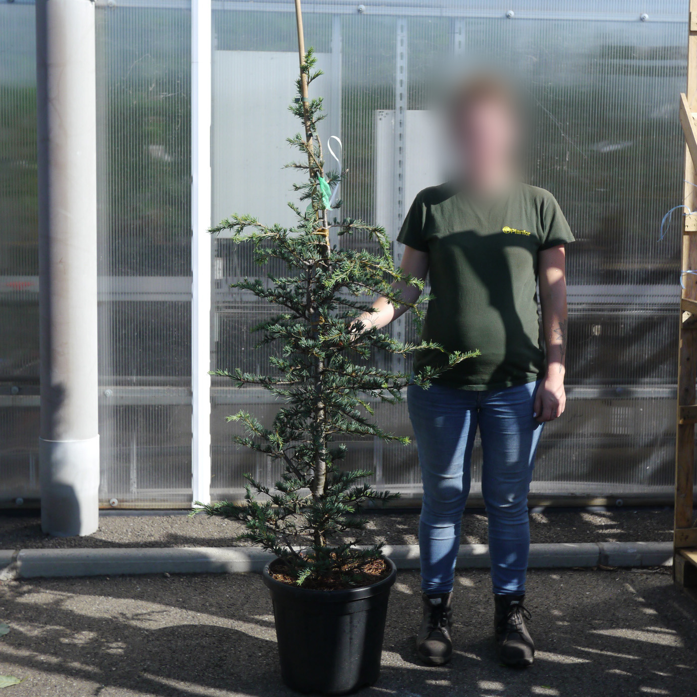 Cedar, Lebanon : buy Cedar, Lebanon / Cedrus libani