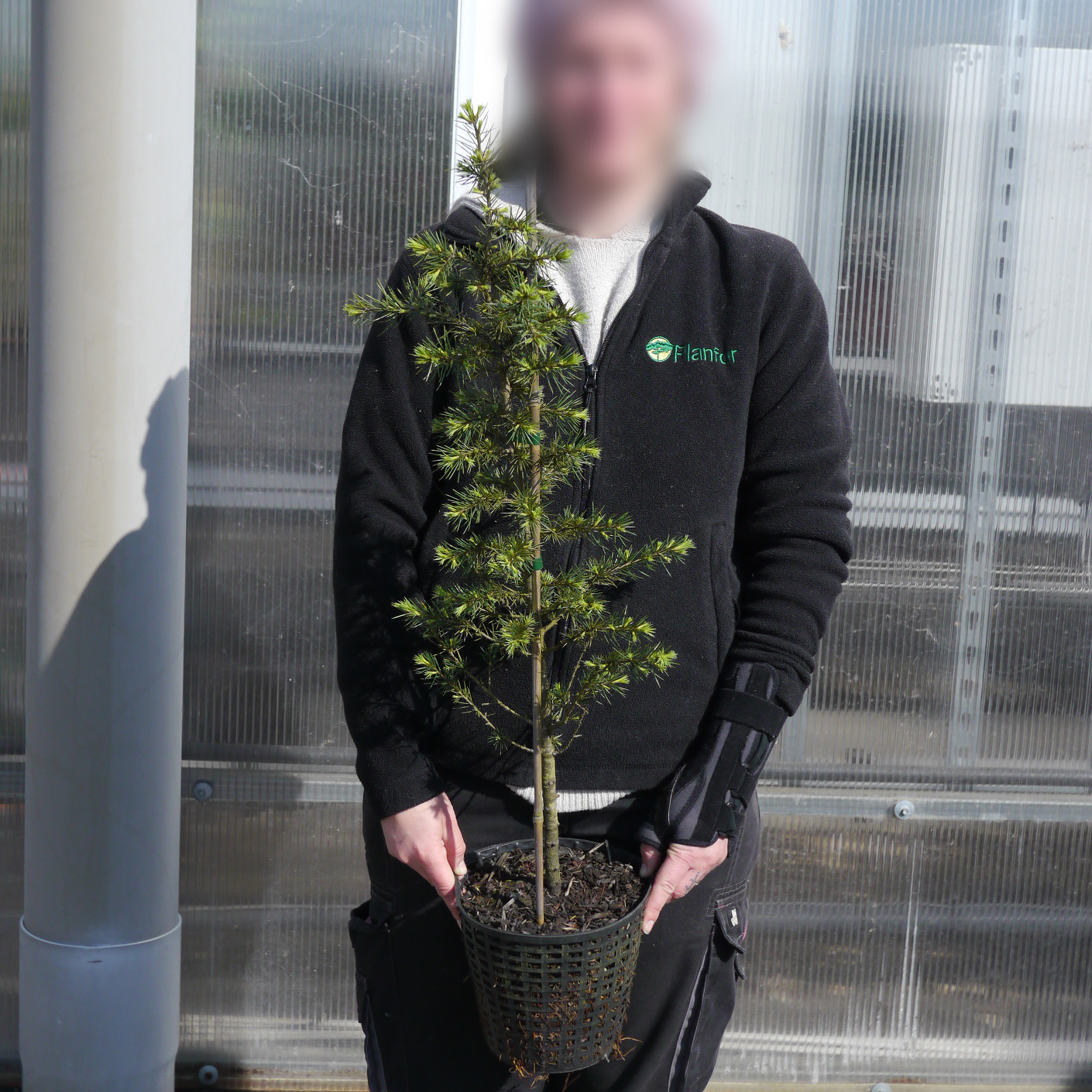 Cedar, Lebanon : buy Cedar, Lebanon / Cedrus libani