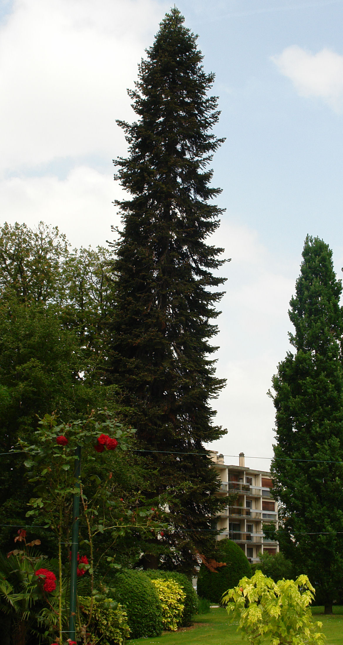 Fir, silver : buy Fir, silver / Abies alba