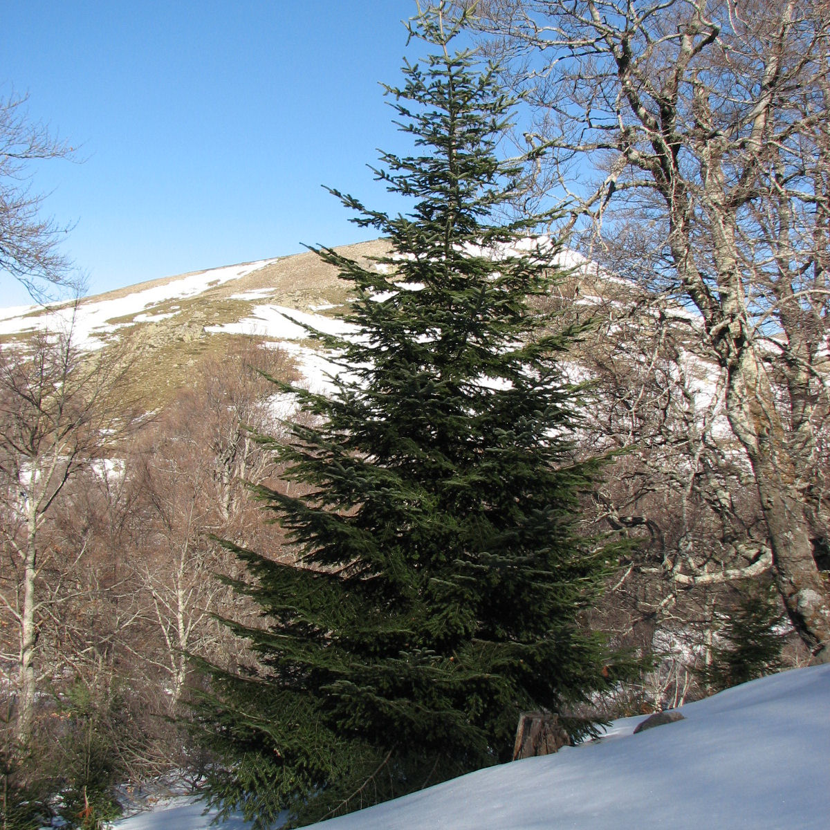 Fir, silver : buy Fir, silver / Abies alba