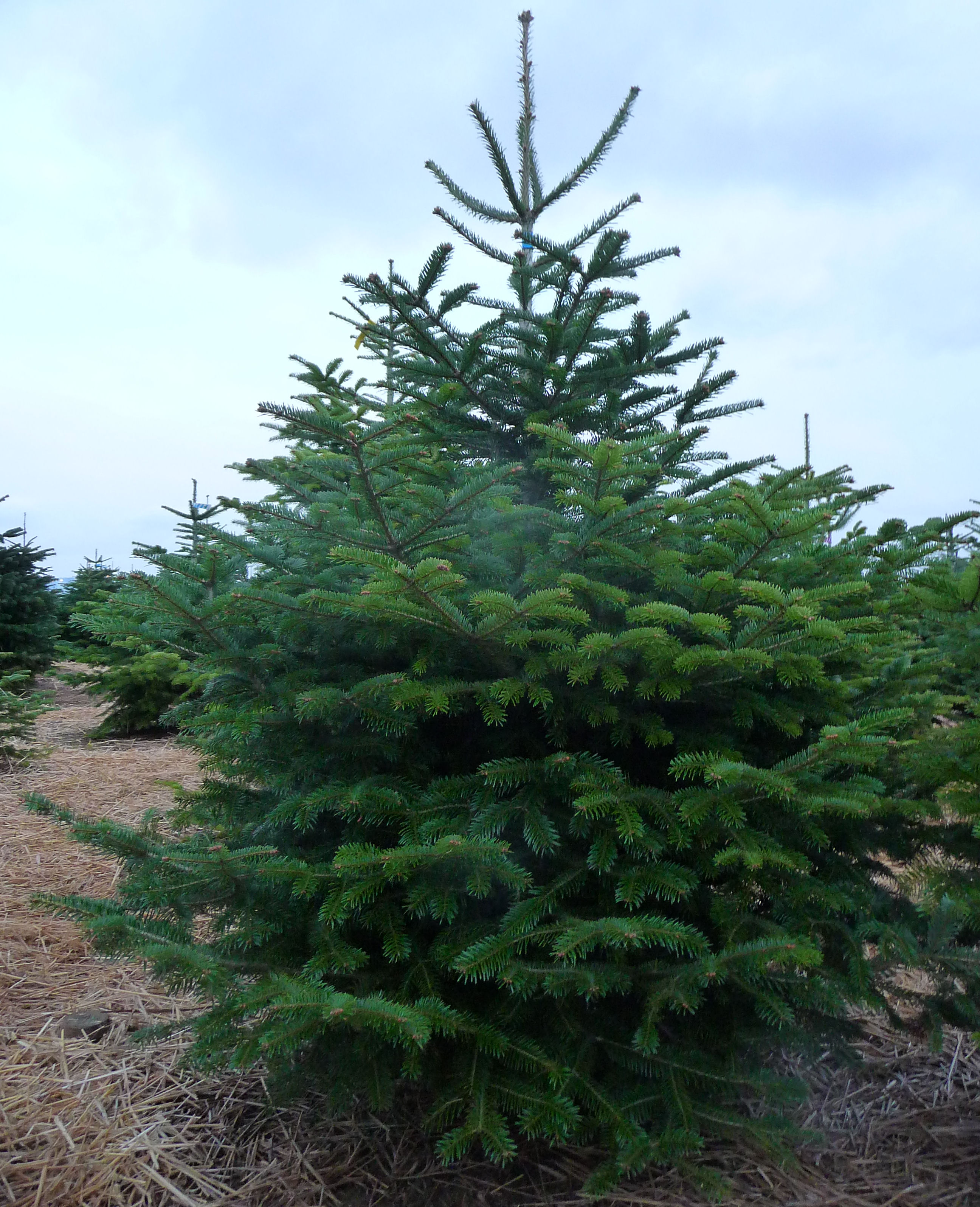 Fir, Nordmann : buy Fir, Nordmann / Abies nordmanniana