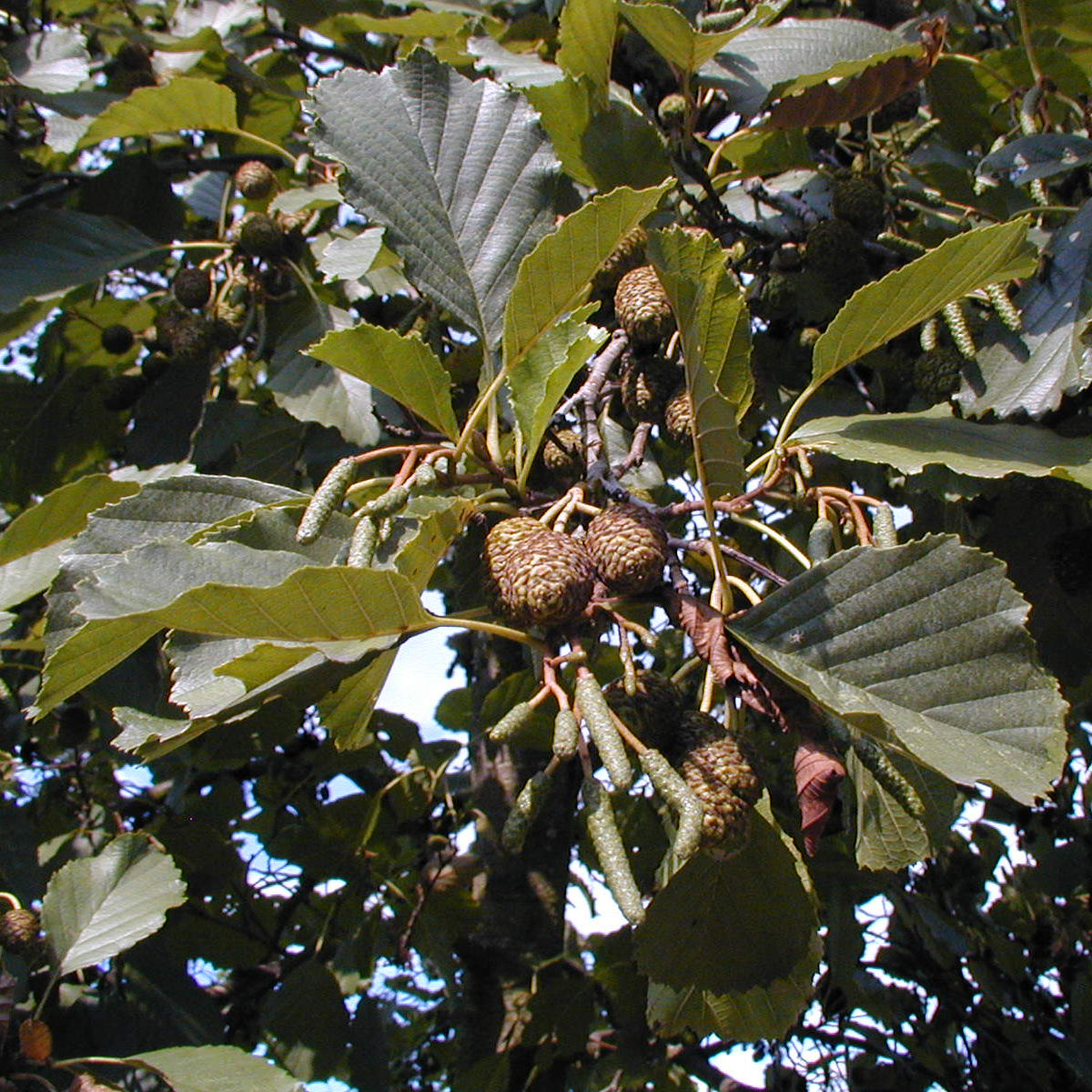 Alder, black : buy Alder, black / Alnus glutinosa