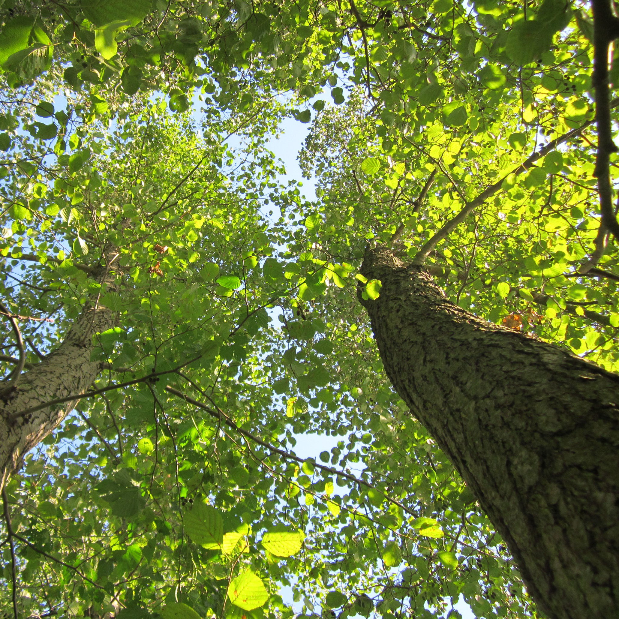 Alder, black : buy Alder, black / Alnus glutinosa