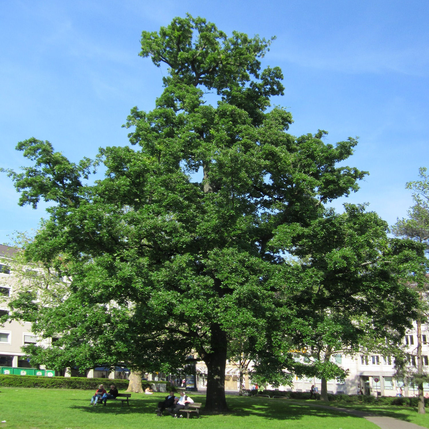 Oak, Turkey : buy Oak, Turkey / Quercus cerris