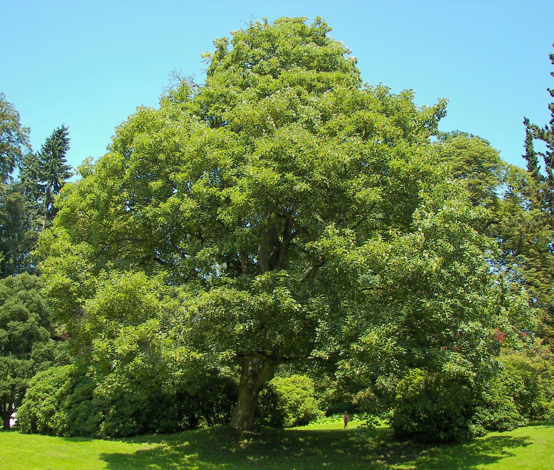 Maple, sycamore : buy Maple, sycamore / Acer pseudoplatanus
