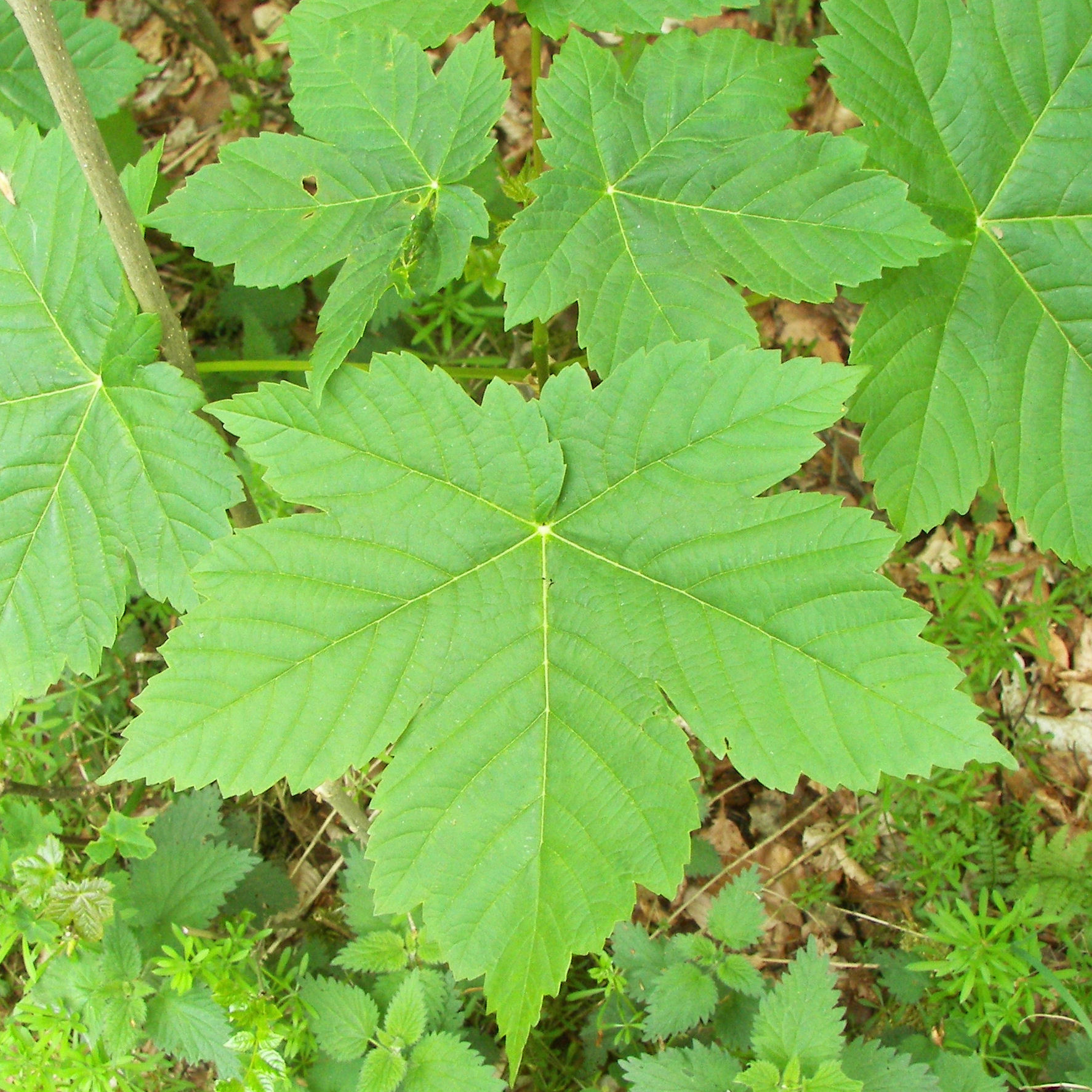 Maple, sycamore : buy Maple, sycamore / Acer pseudoplatanus