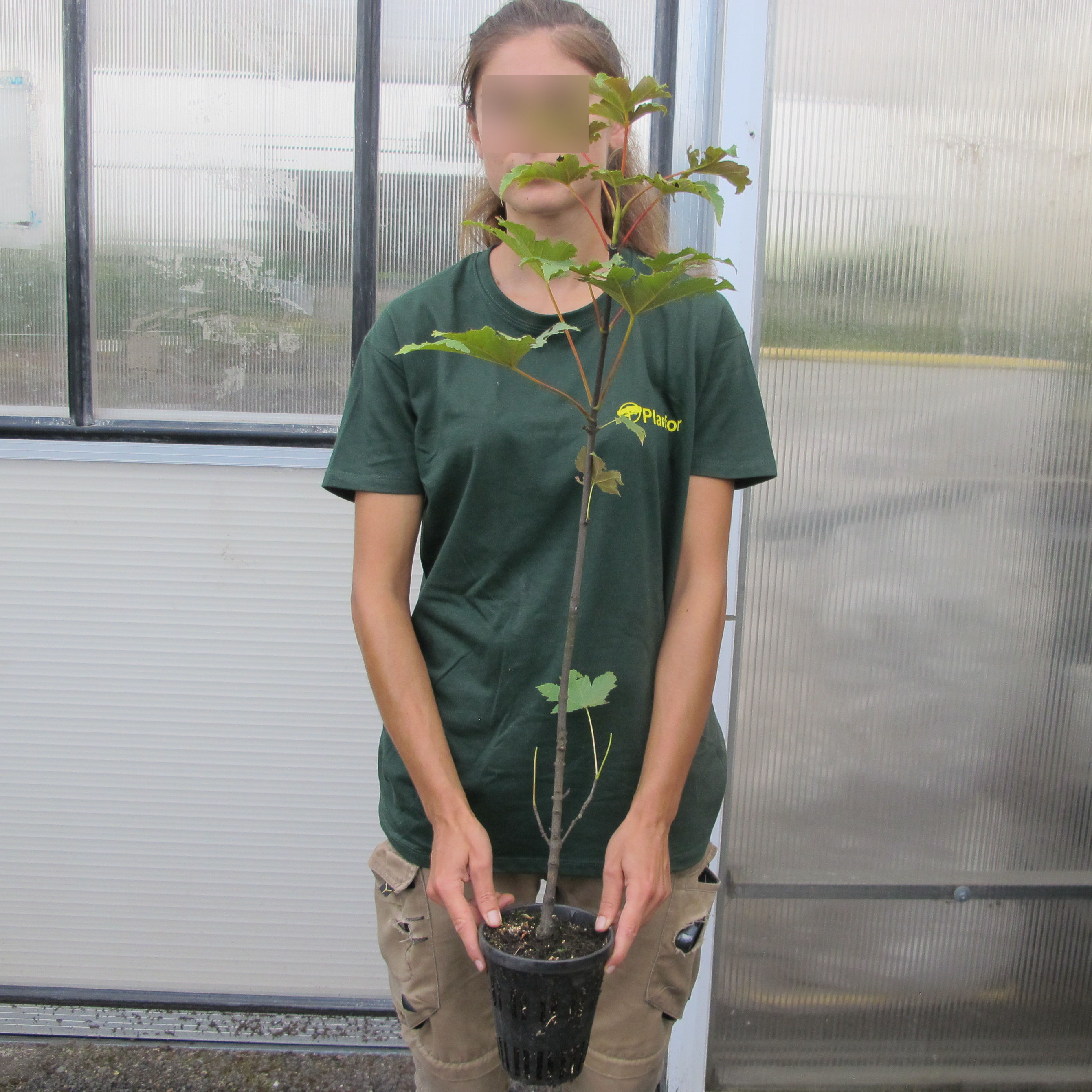 Maple, sycamore : buy Maple, sycamore / Acer pseudoplatanus