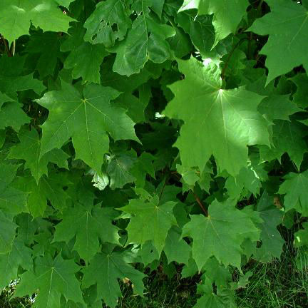 Maple, Norway : buy Maple, Norway / Acer platanoides