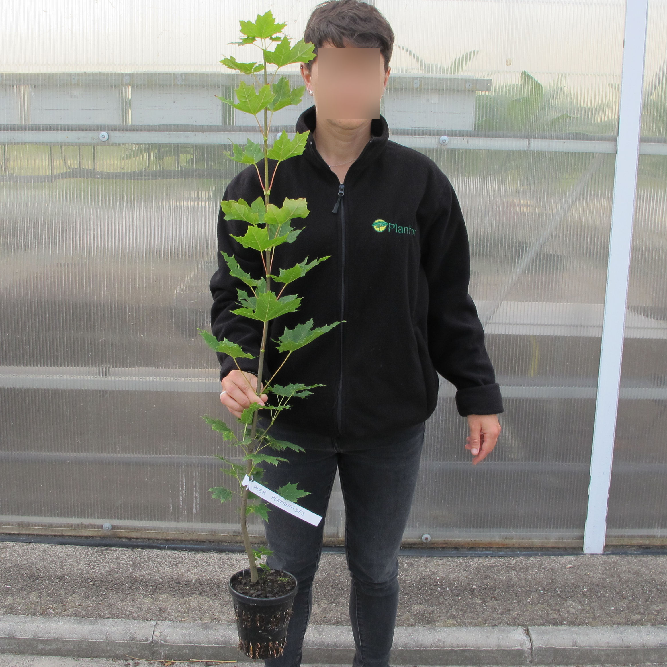 Maple, Norway : buy Maple, Norway / Acer platanoides